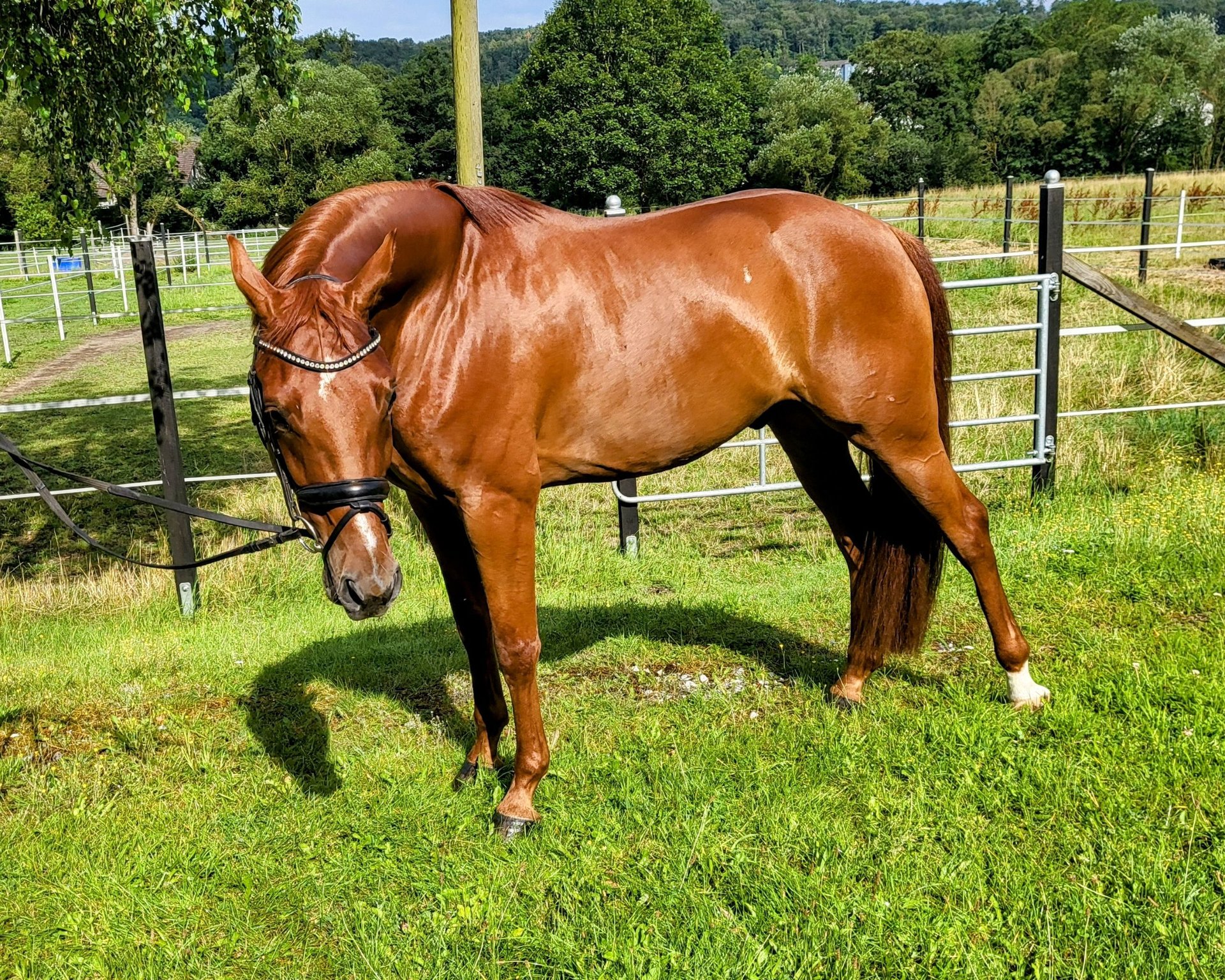 Hannoveraner Wallach 4 Jahre 167 cm Dunkelfuchs in Marsberg