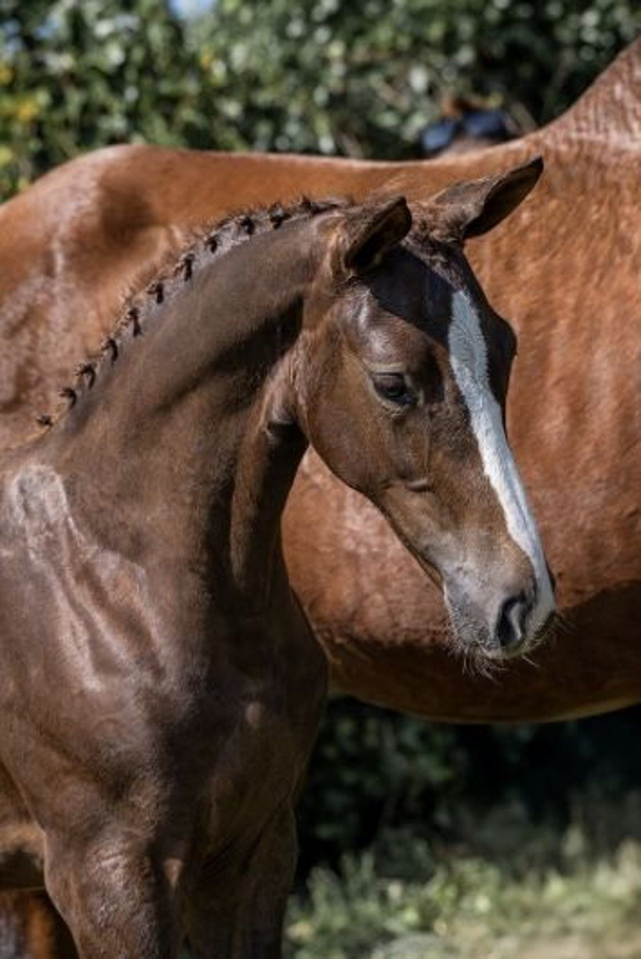 KWPN Mare 1 year 16,2 hh Chestnut-Red in Herselt
