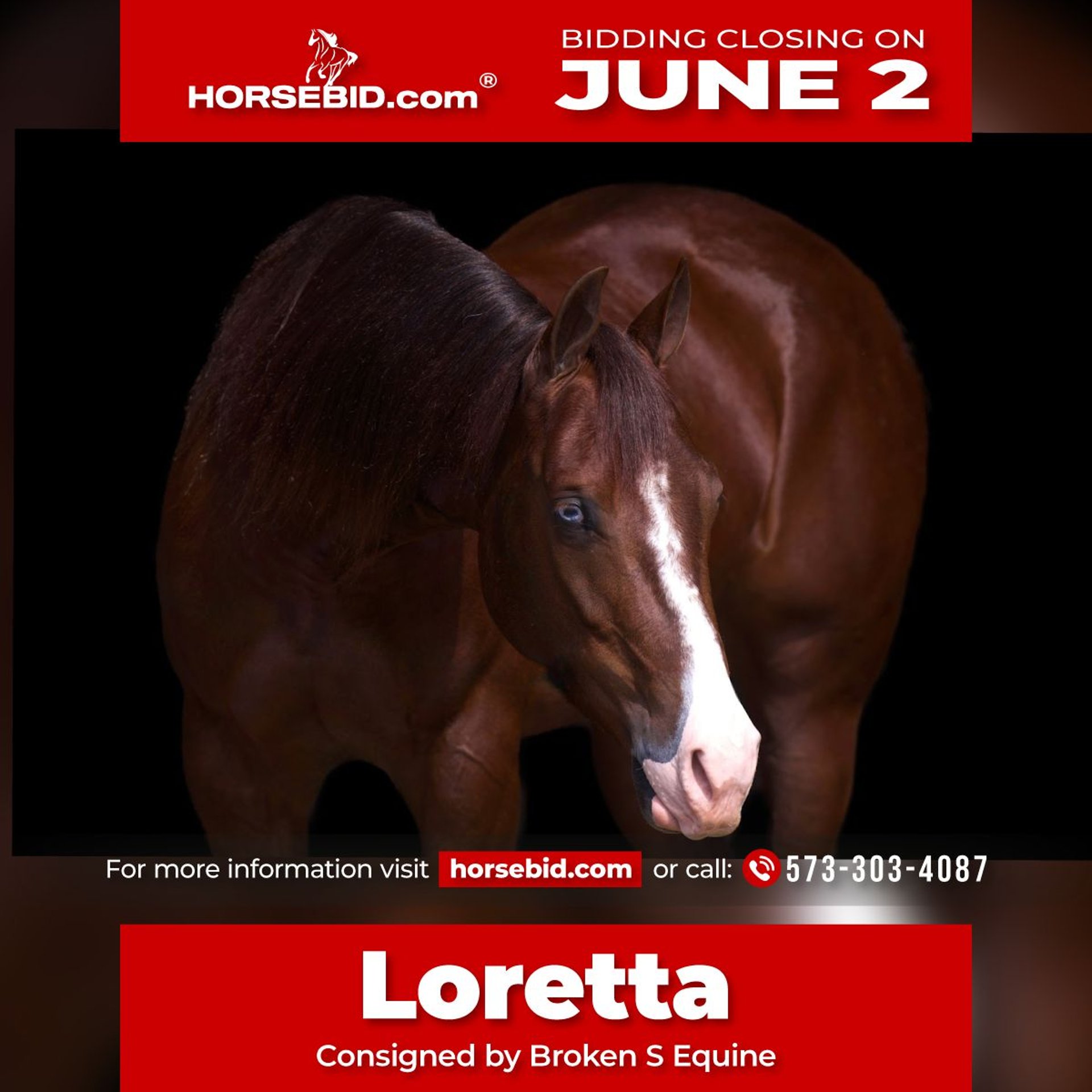 American Quarter Horse Mare 3 years 14,3 hh Sorrel in Marshall, MO