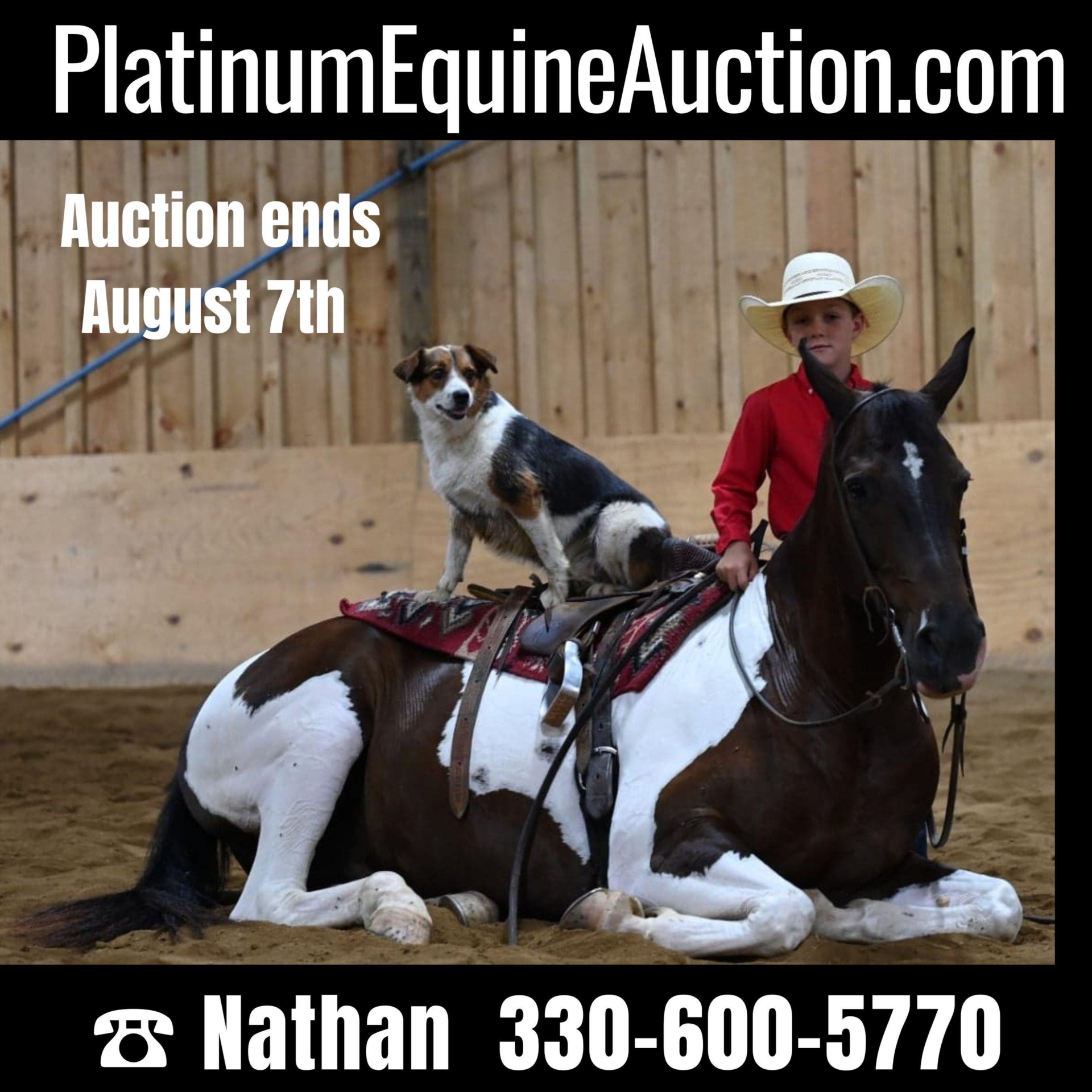 Paint Horse Gelding 12 years Tobiano-all-colors in Millersburg OH