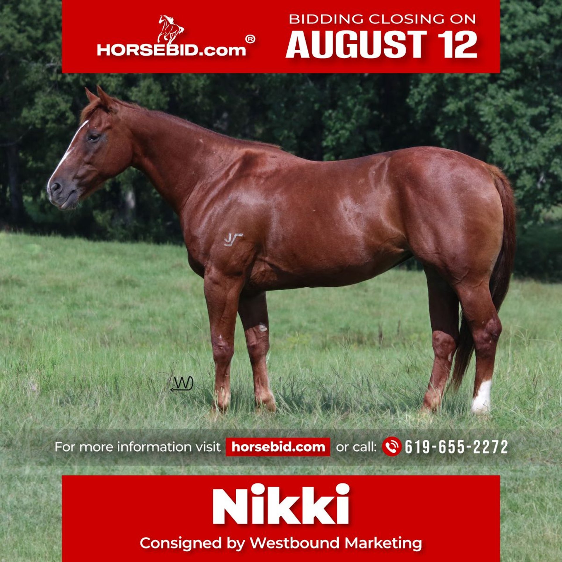 American Quarter Horse Giumenta 9 Anni 150 cm Sauro ciliegia in Carthage