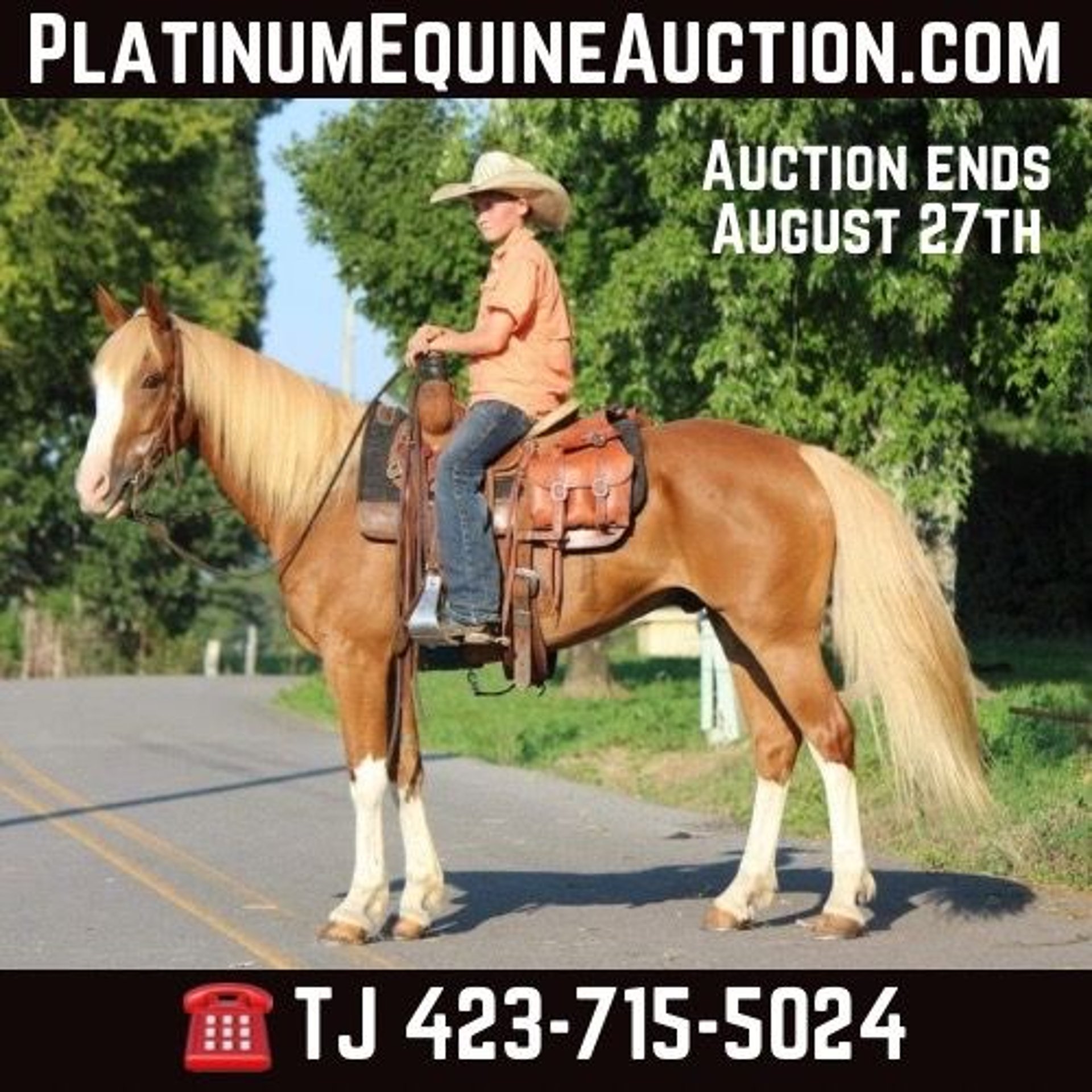 American Quarter Horse Gelding 7 years 14 hh Sorrel in Cleveland TN