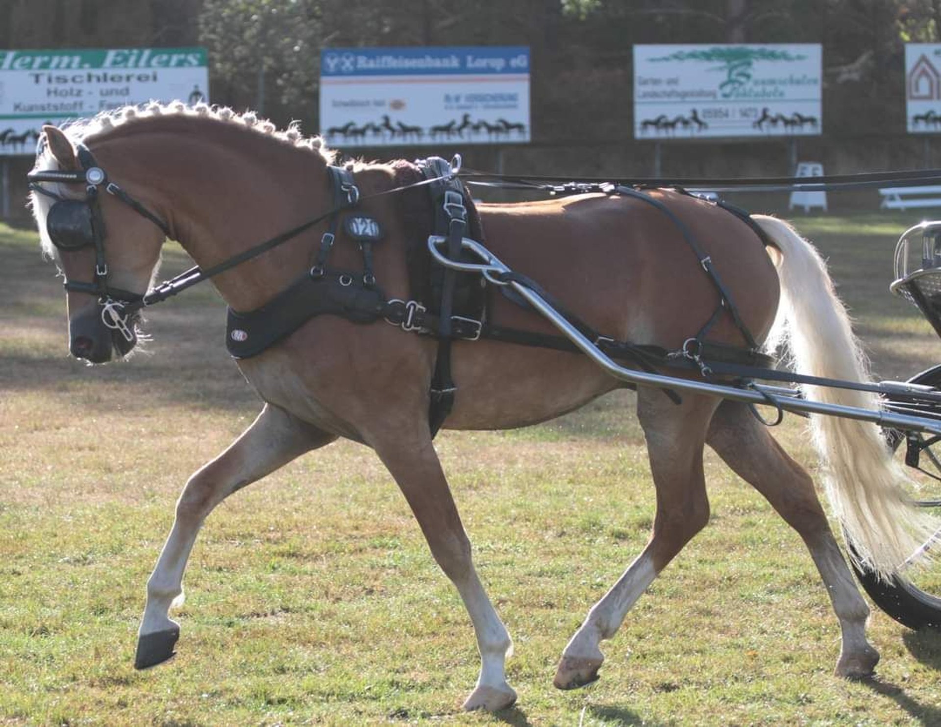 Welsh-B Hengst 7 Jahre 130 cm Fuchs in Haren