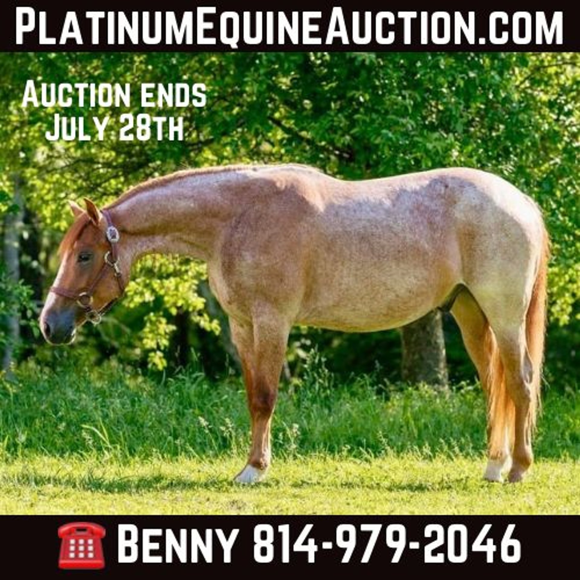 American Quarter Horse Gelding 4 years Roan-Red in Everett PA