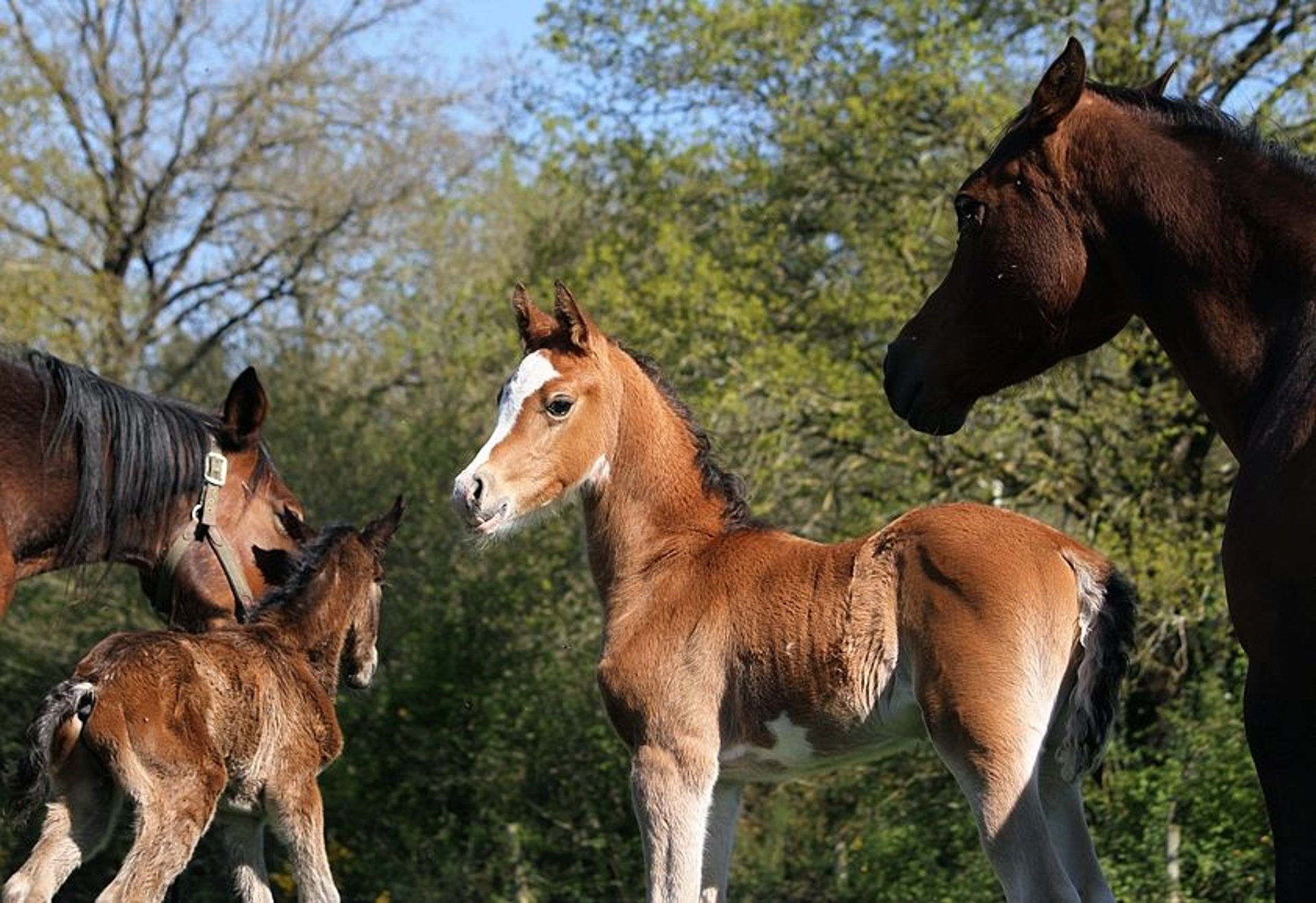 Arabian horses Stallion 15,1 hh Sabino in Goven