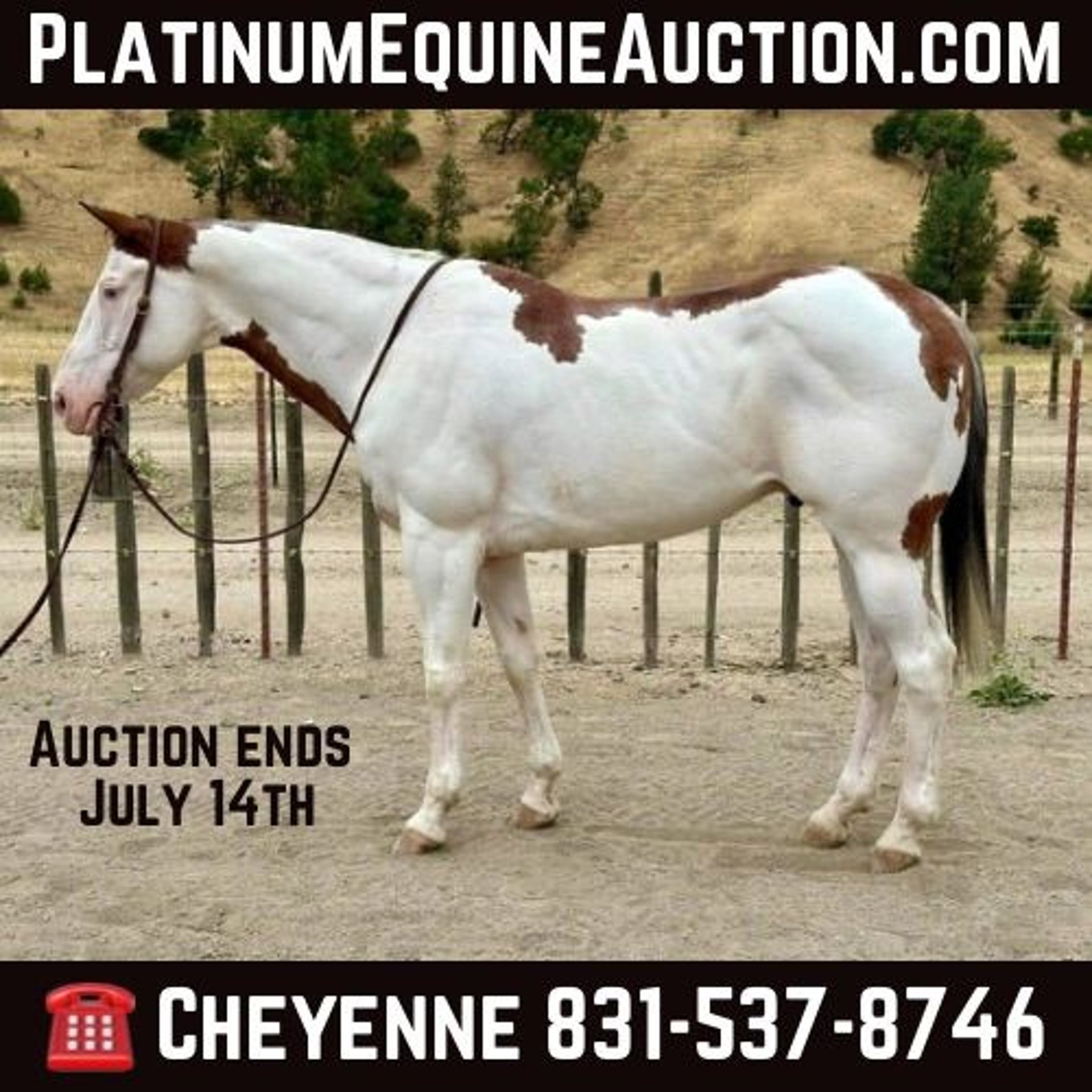 American Quarter Horse Gelding 13 years 14,3 hh Bay in Bitterwater CA