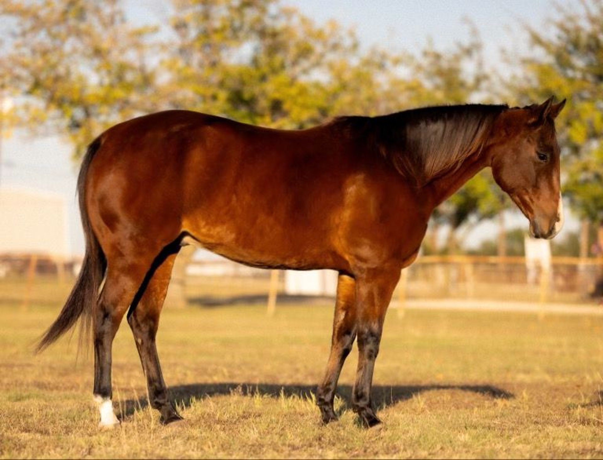 Caballo cuarto de milla Caballo castrado 12 años 152 cm Castaño rojizo ...