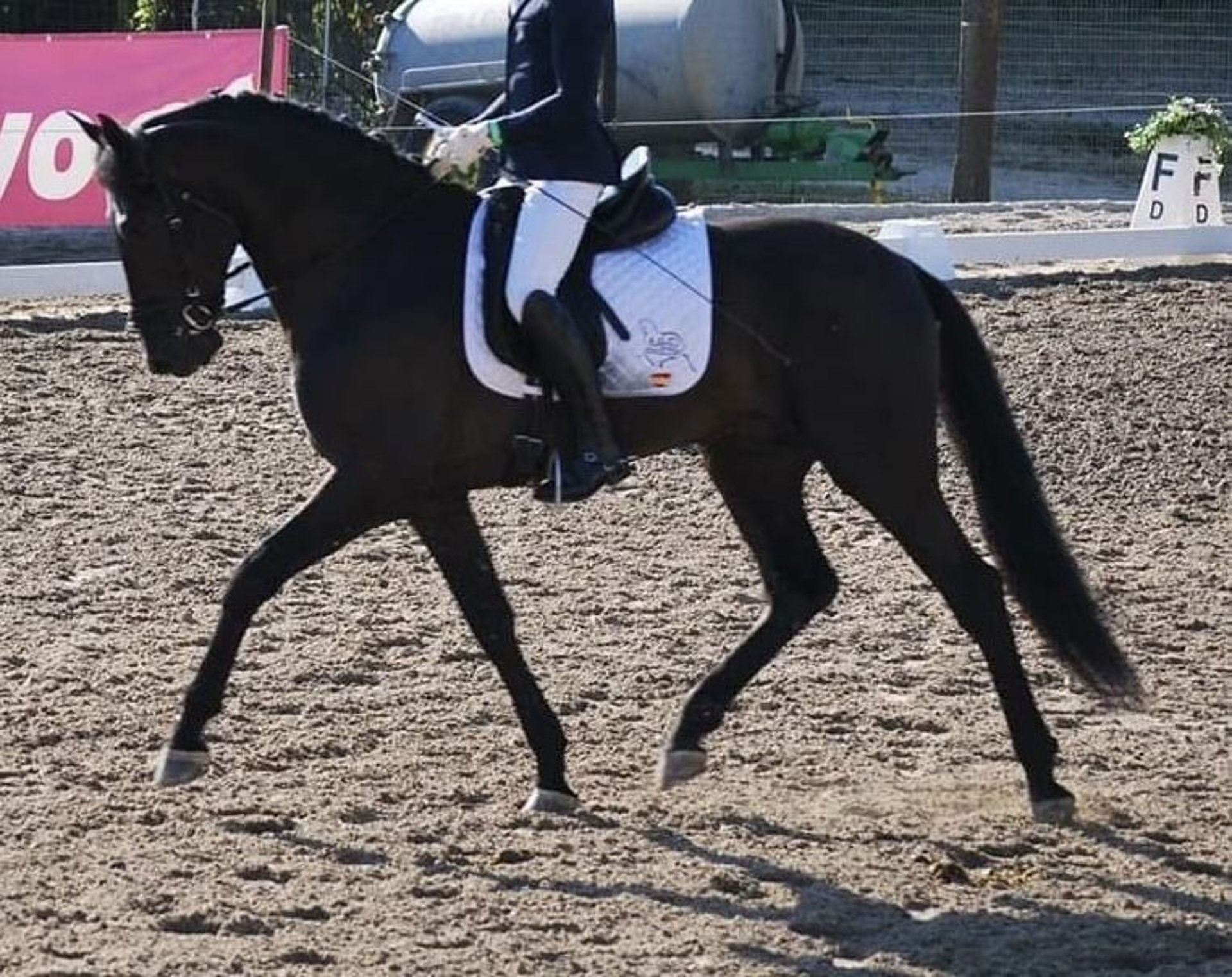 PRE Mix Wallach 9 Jahre 167 cm Rappe in Grebenhain