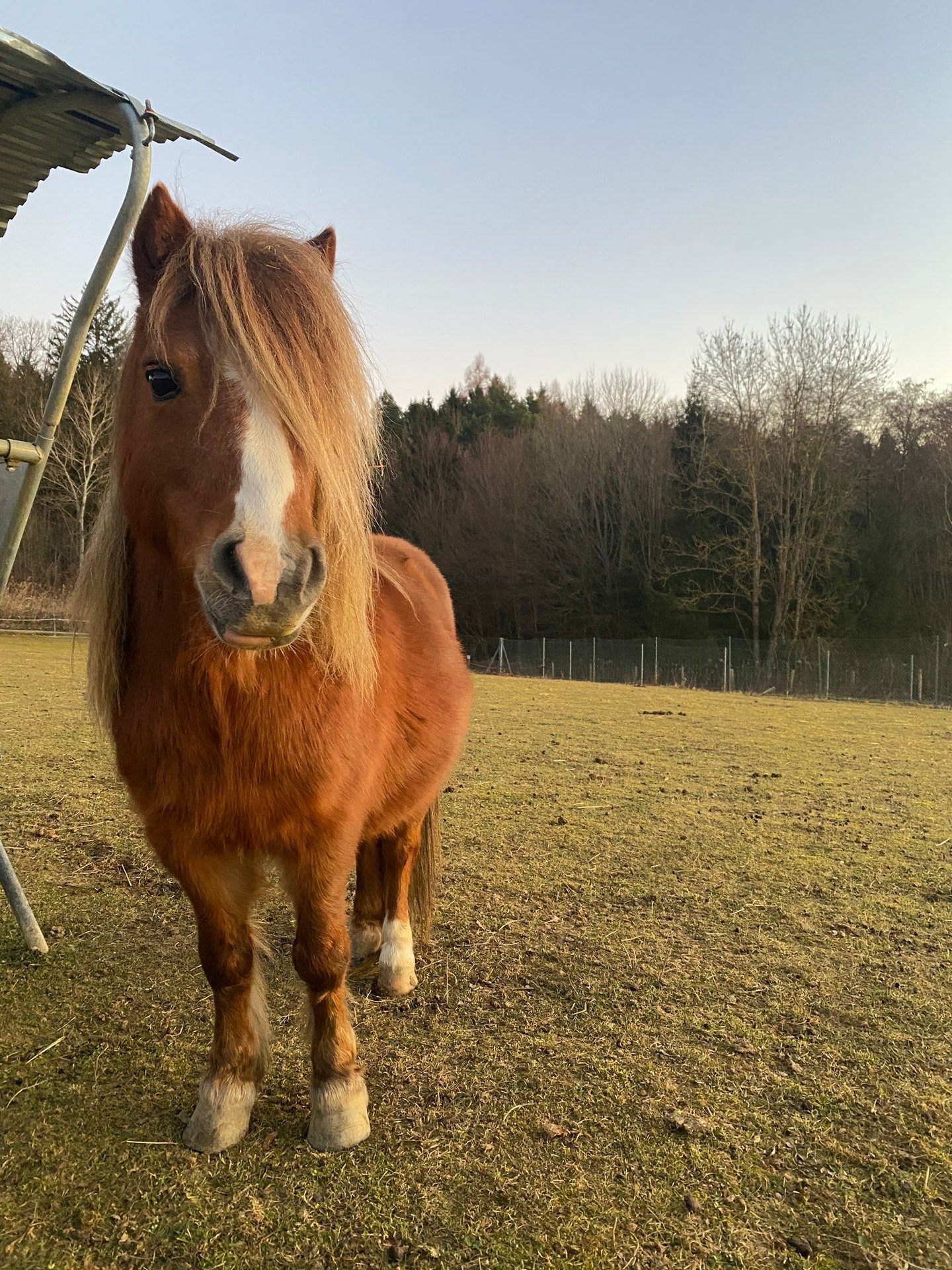 Cheval Miniature américain Croisé Étalon 13 Ans Alezan in Sulzriegel