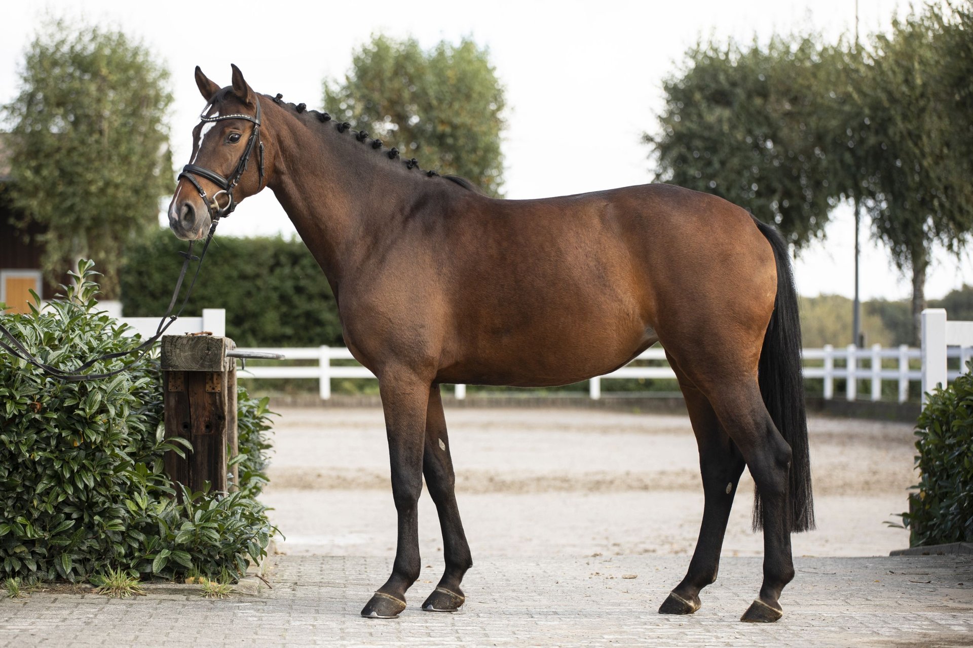 Holsteiner Stute 5 Jahre 164 cm Brauner in Bielefeld Jöllenbeck