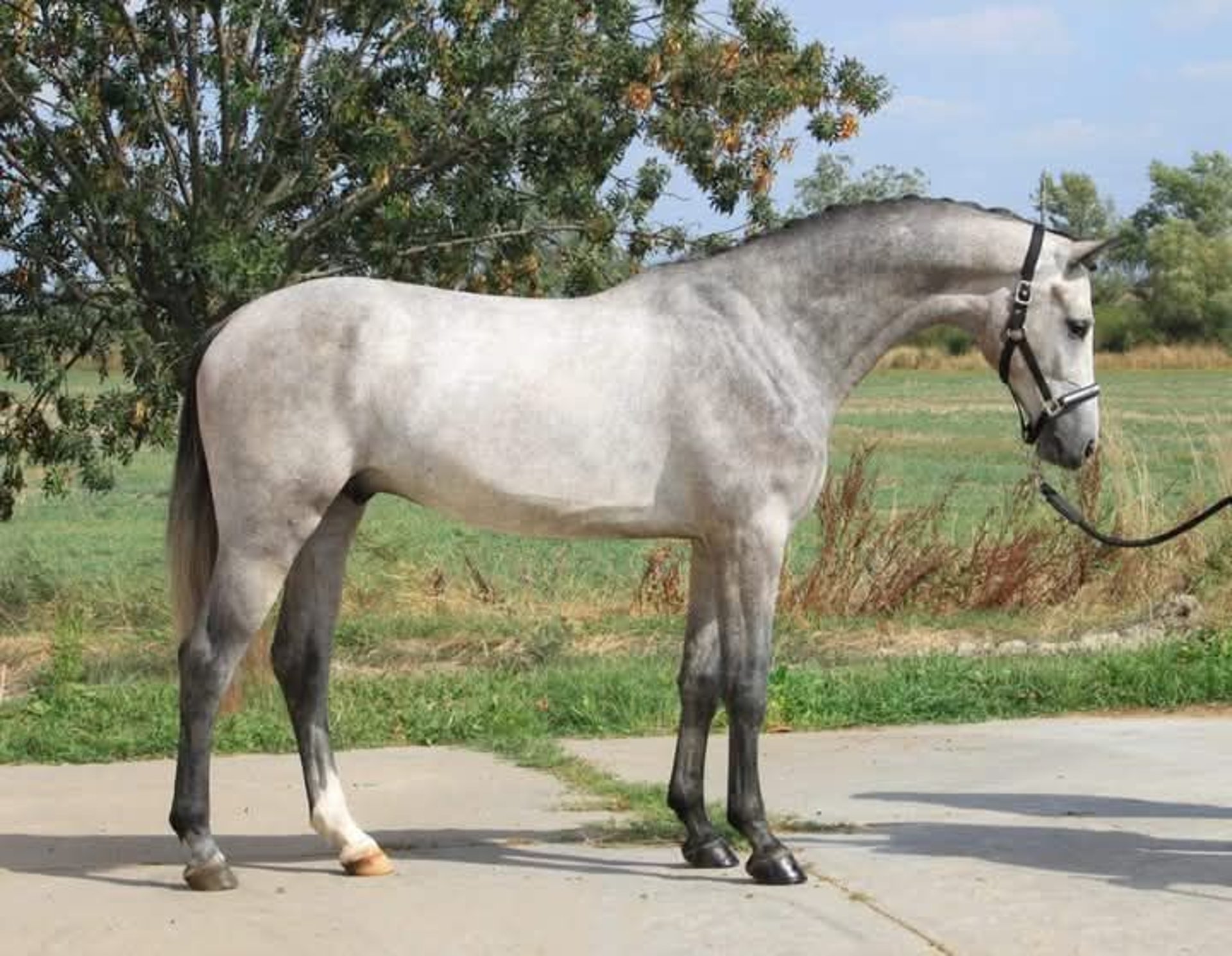 Oldenburg Gelding 5 years 16,1 hh in Hódmezővásárhely