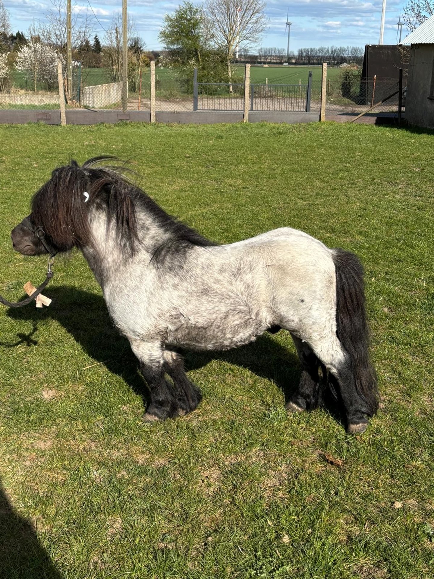 Mini poney Shetland Étalon Rouan Bleu in Klein Ammensleben