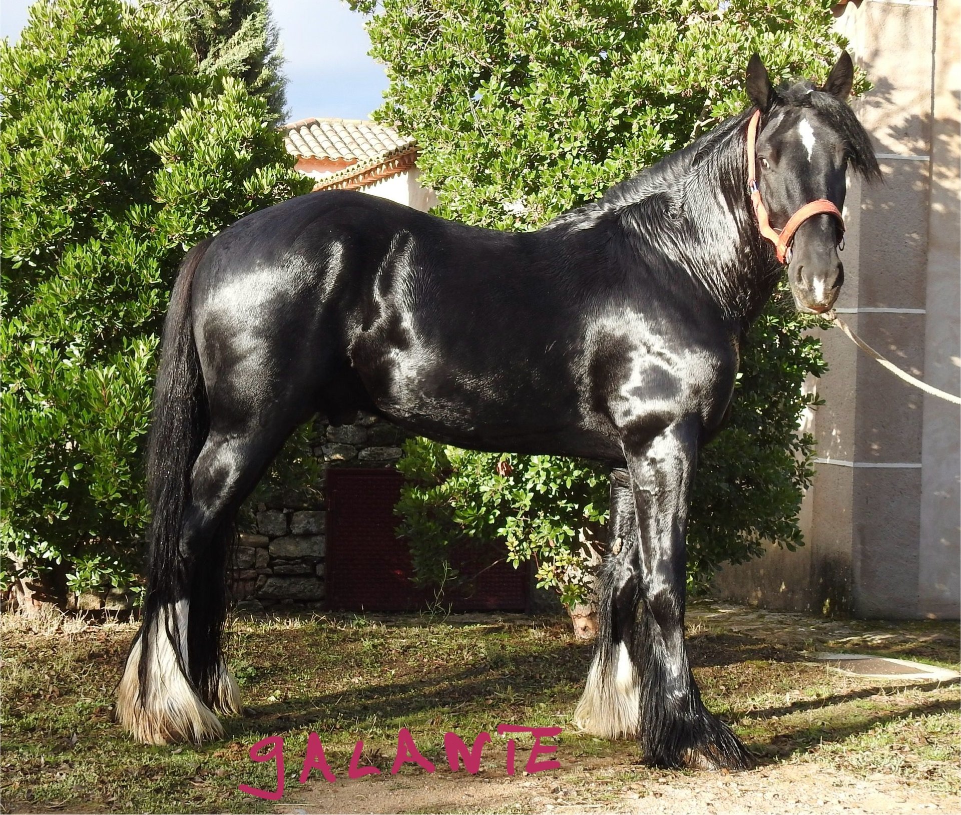 Shire Horse Stallion 5 years 18 hh Black in Yecla De Yeltes