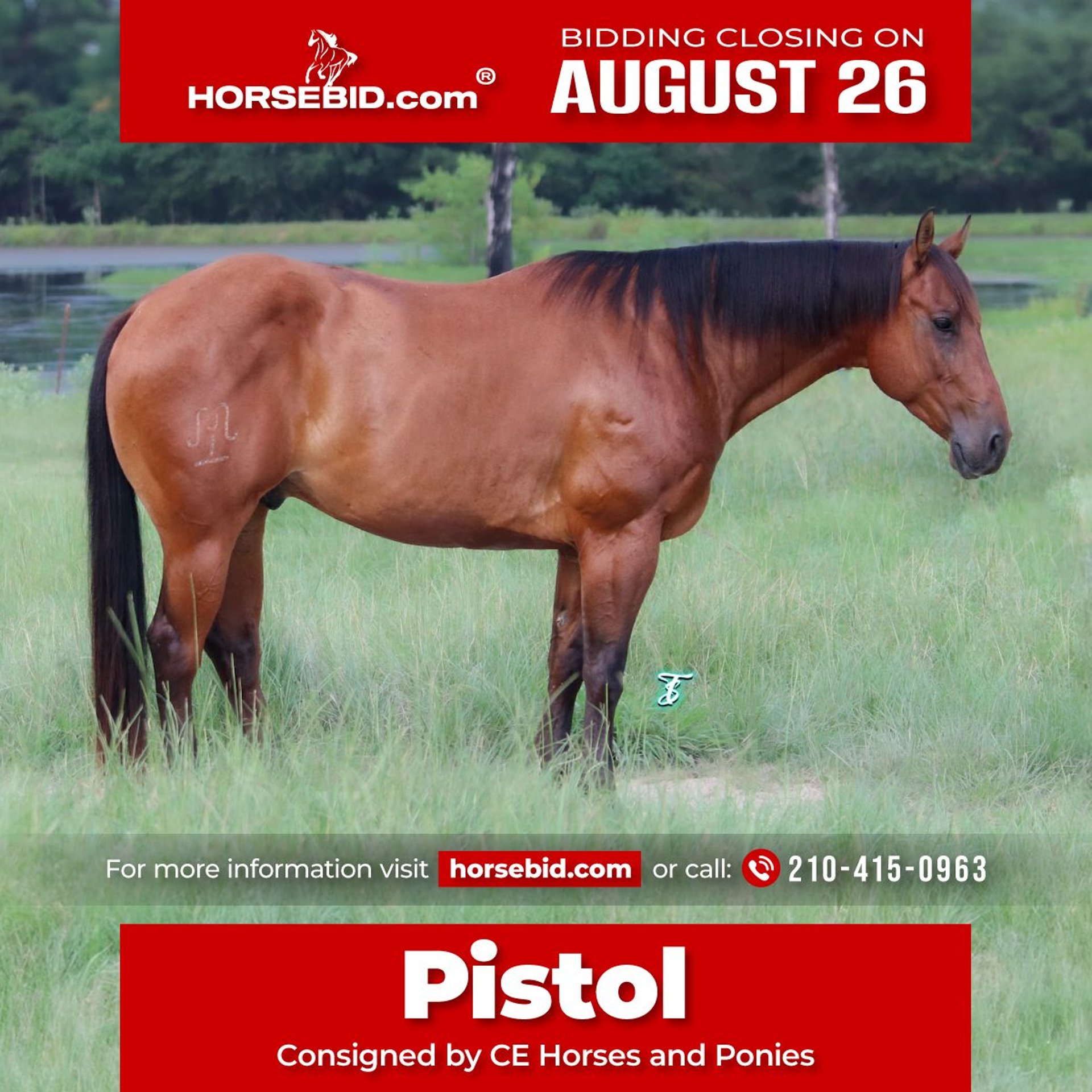 American Quarter Horse Wallach 6 Jahre 150 cm Rotbrauner in Carthage