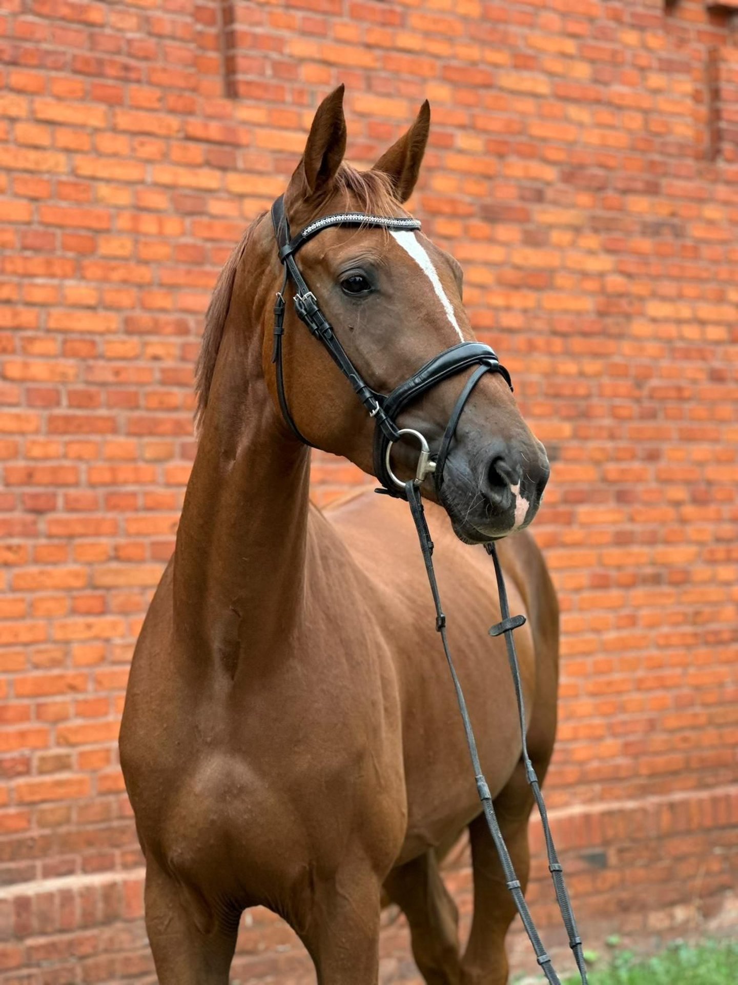 Deutsches Sportpferd Stute 4 Jahre 170 cm Fuchs in Neustadt an der Dosse
