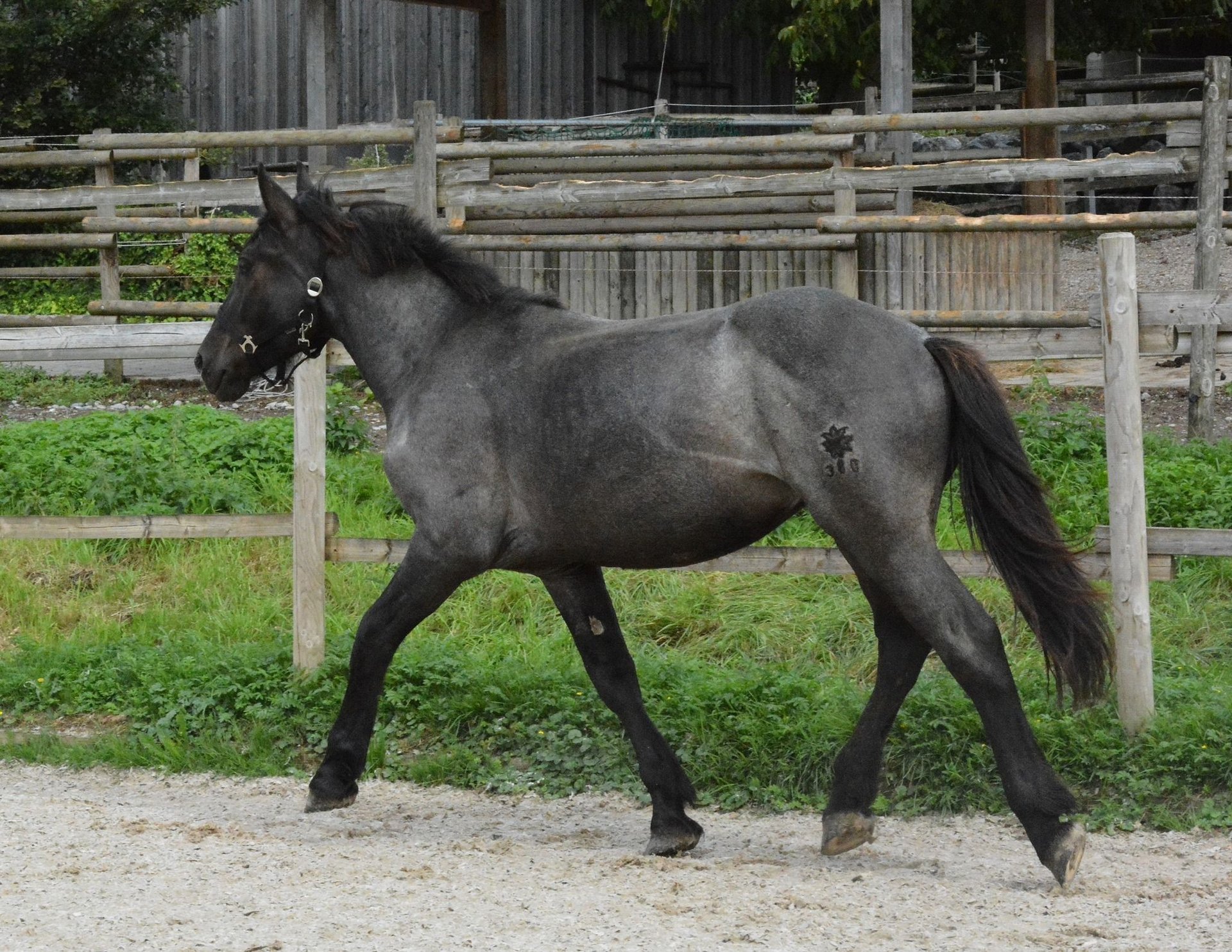 Noriker Wallach 1 Jahr 150 cm Blauschimmel in Nenzing