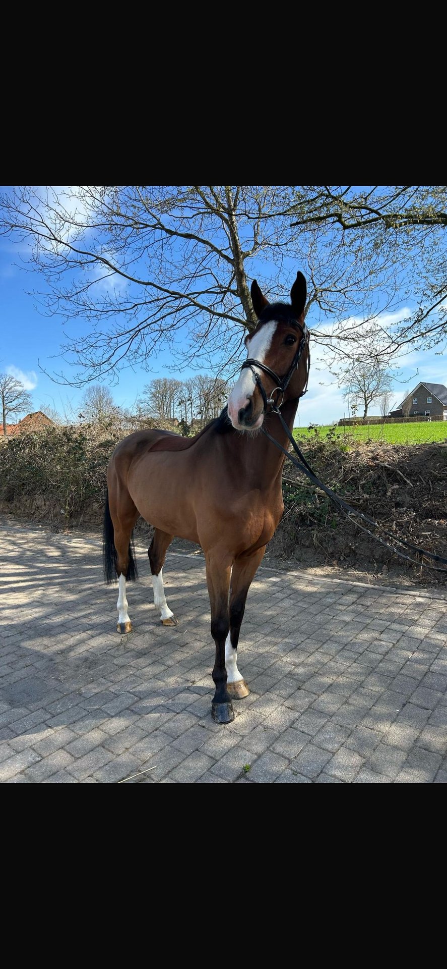 Oldenburger Springpferd Wallach 5 Jahre 170 cm Brauner in Alfhausen