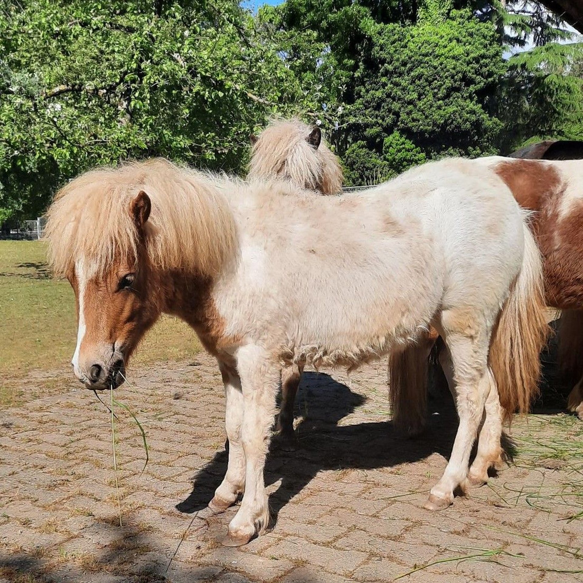 Shetland Ponys Stute 1 Jahr 70 cm in Insel Mainau