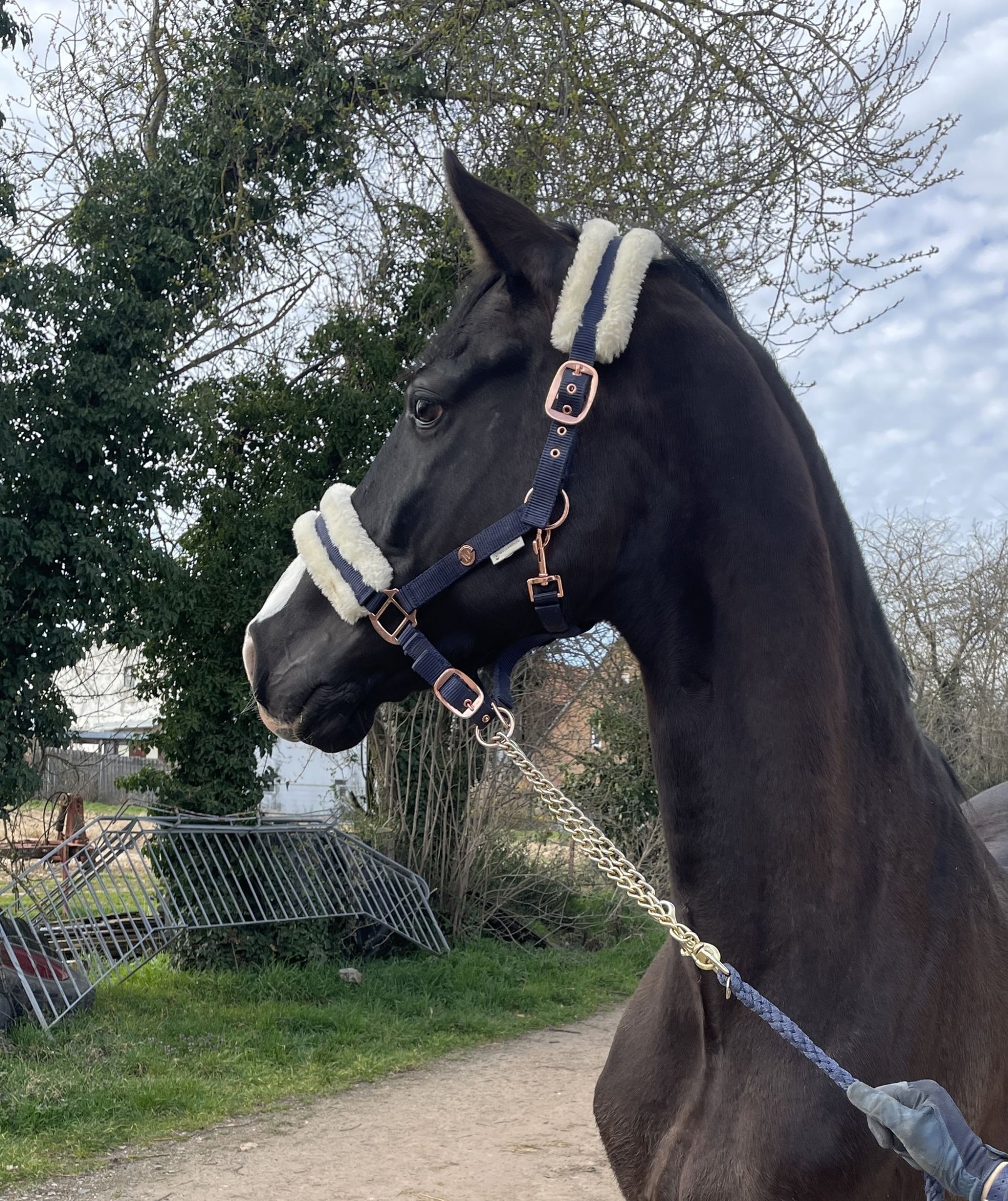 Zweibrücker Wallach 9 Jahre 168 cm Rappe in Bellheim
