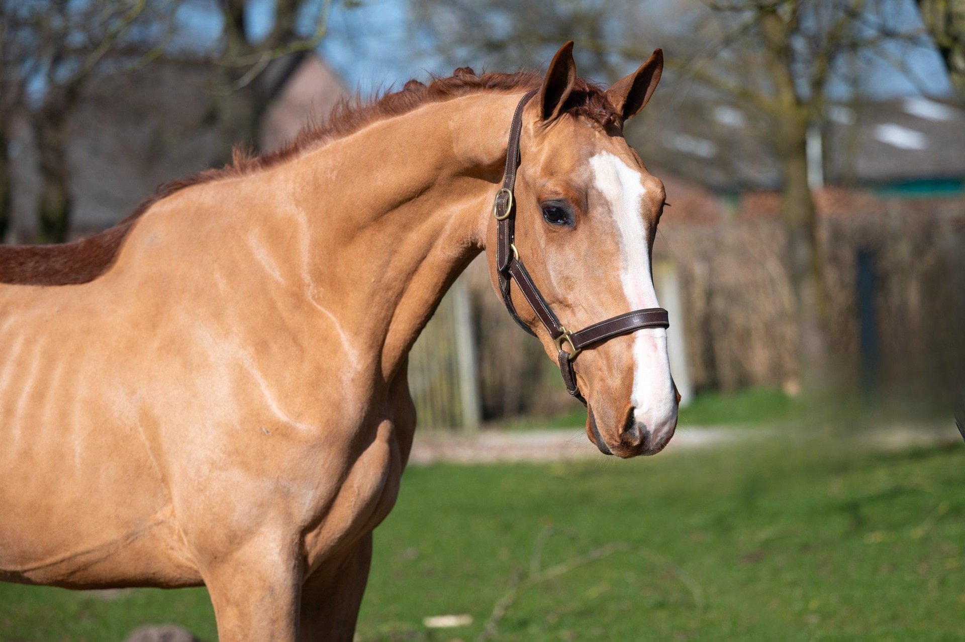 Anglo European Studbook Stallion 3 years 15,3 hh Chestnut-Red in GROTE ...