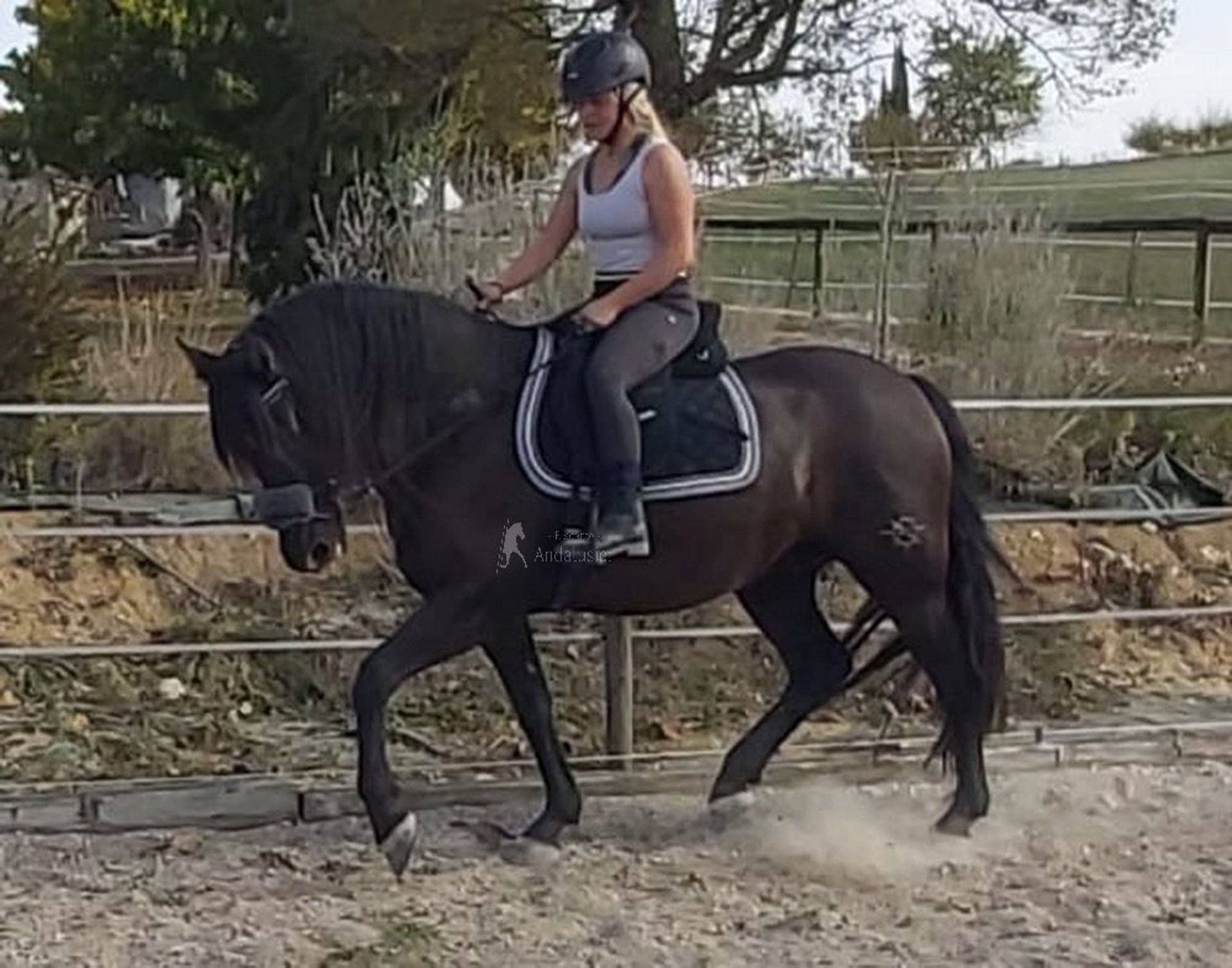 PRE Wallach 12 Jahre 158 cm Rappe in Dausse
