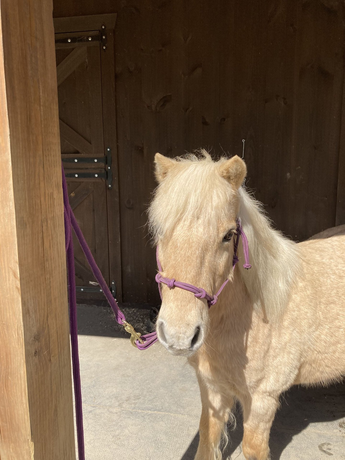 Mini Shetland Pony Mix Wallach 12 Jahre 97 cm Palomino in Oxford CT.