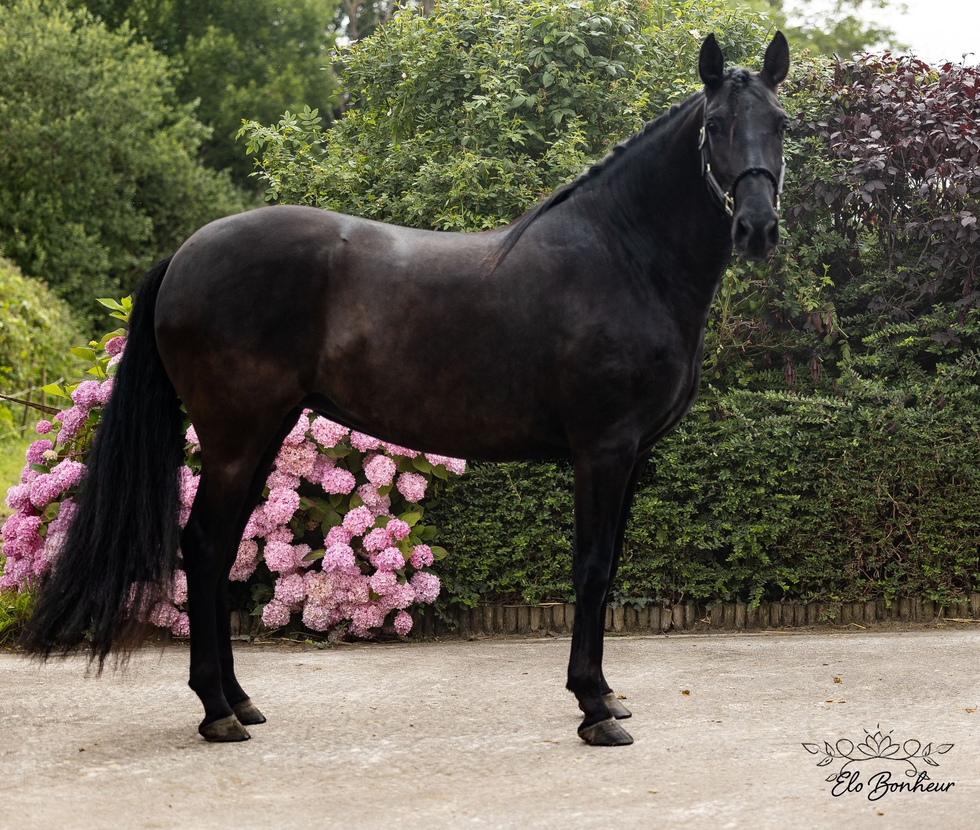 Andalusier Stute 4 Jahre 168 cm Rappe in Huy
