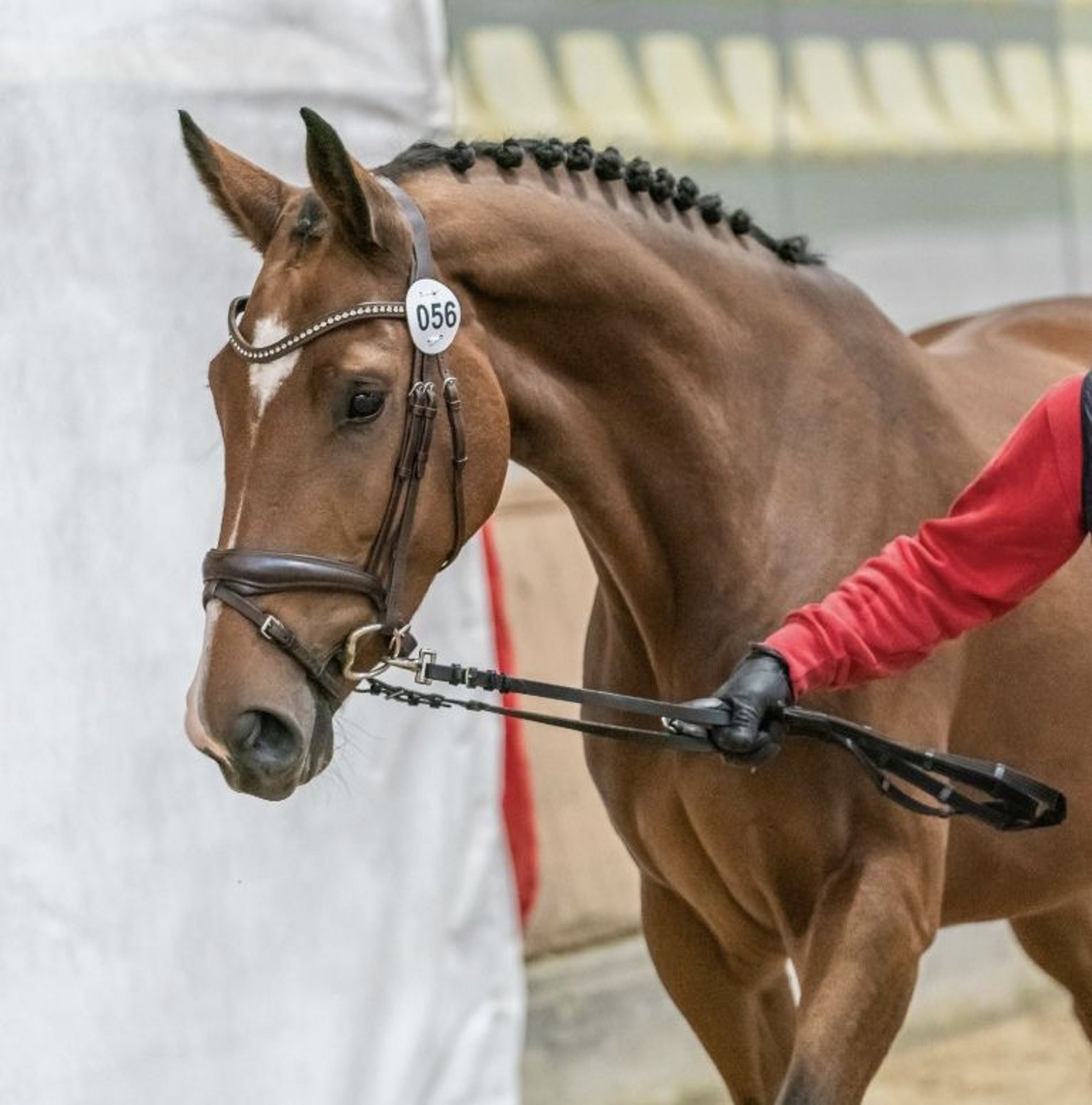 Austrian Warmblood Mare 3 years 16 hh Brown in Bra