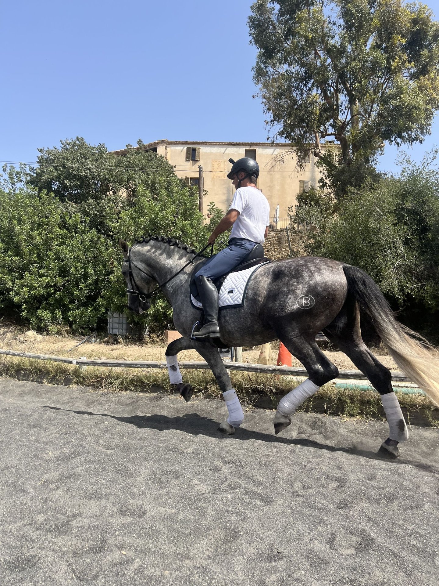 PRE Hingst 5 år 165 cm Grå in Molins de rei