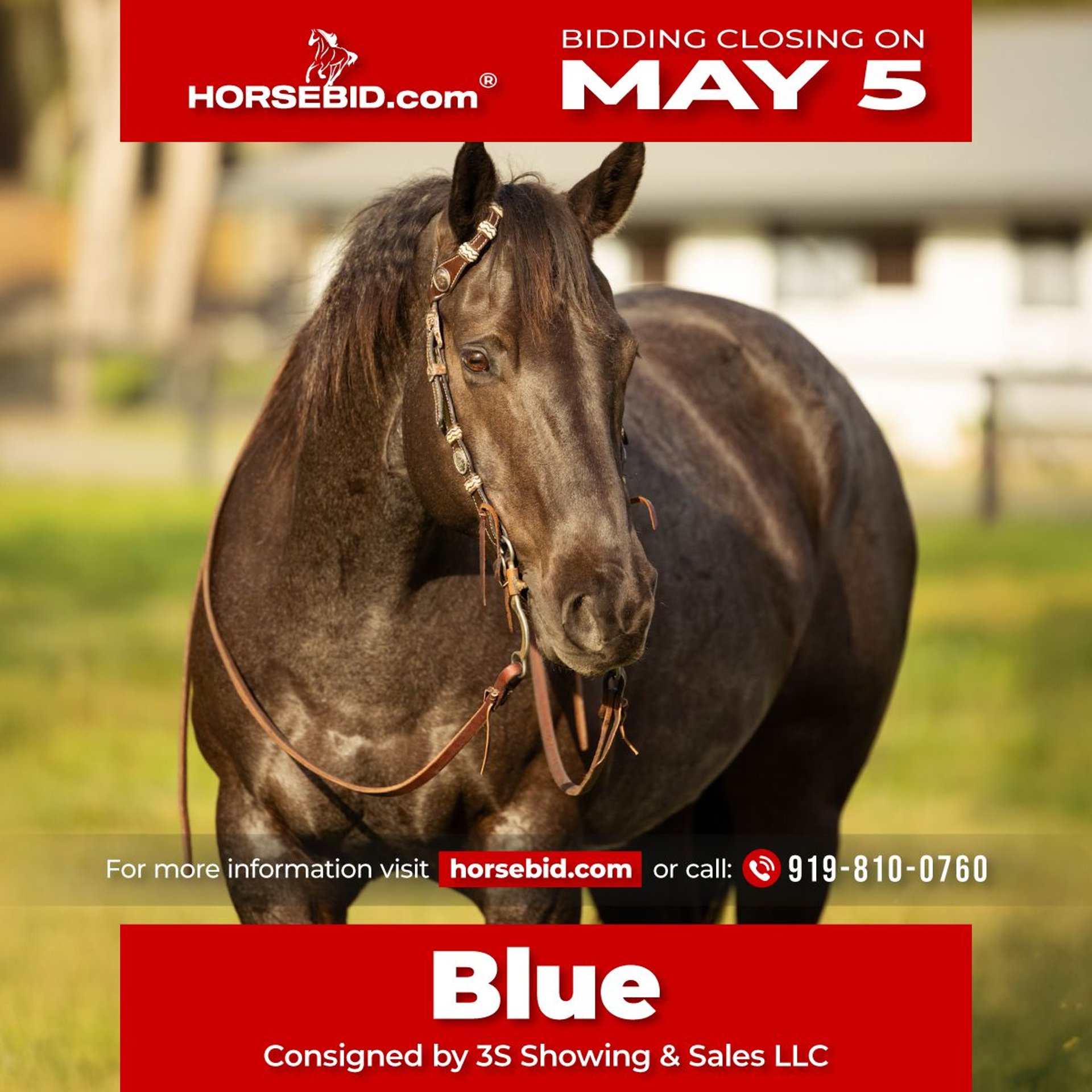 Caballo cuarto de milla Caballo castrado 9 años 160 cm Ruano azulado in ...