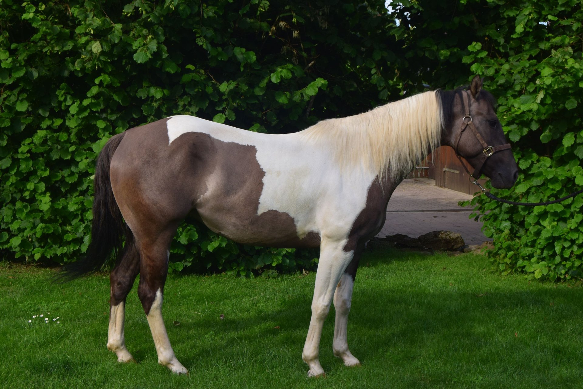 Paint Horse Mare 2 years 13,3 hh Grullo in Ahorn