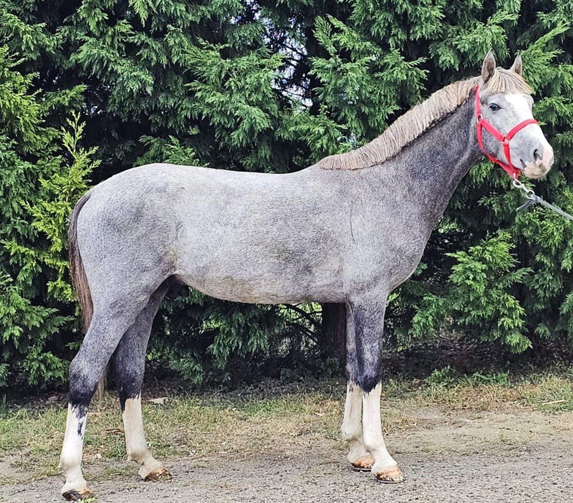 Inne kuce/małe konie Wałach 4 lat 140 cm Siwa in Deggendorf