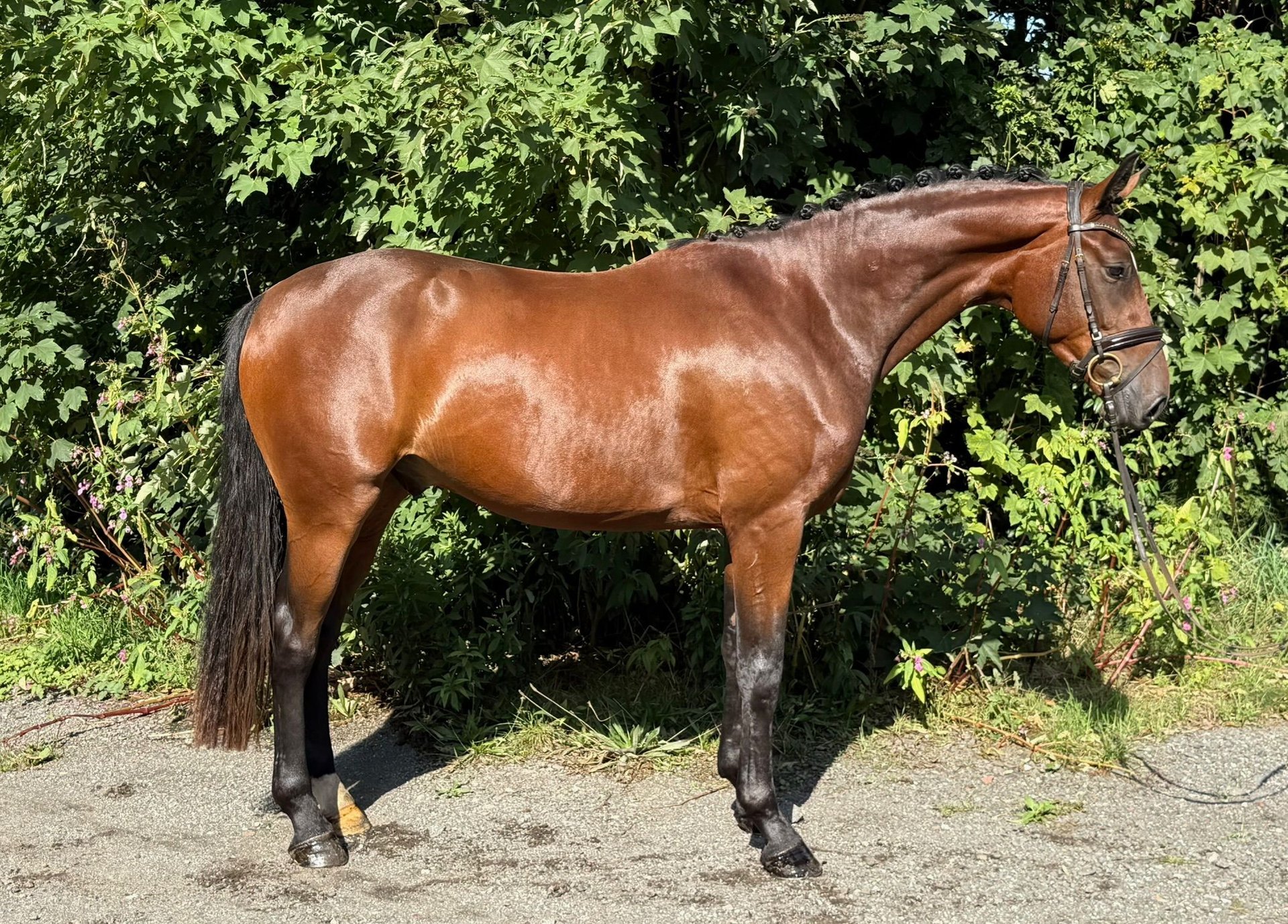 Hanoverian Gelding 4 years 16,2 hh Brown in Hamm