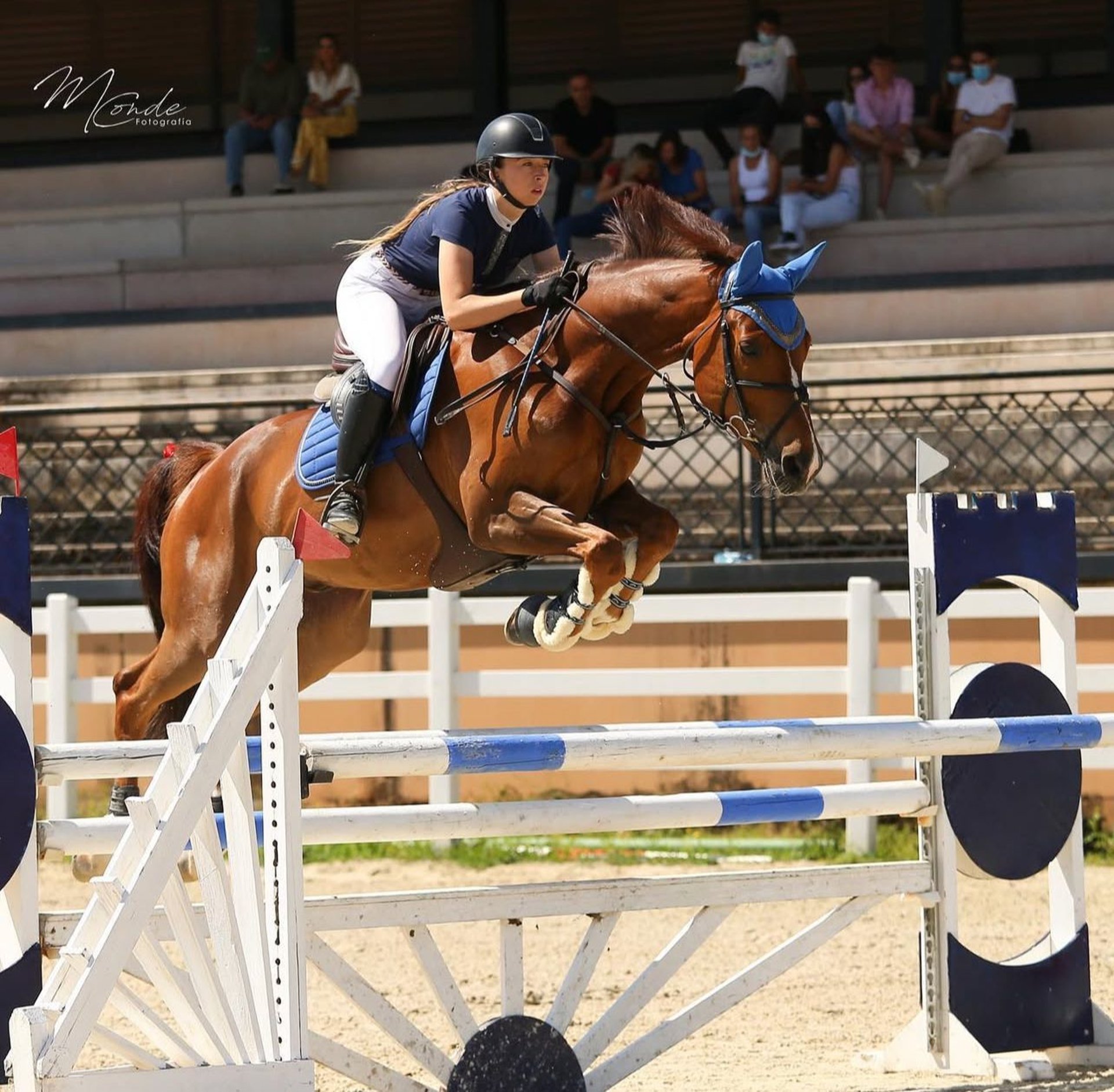 Spanish Sporthorse Gelding 13 years 16,1 hh Chestnut-Red in lorca