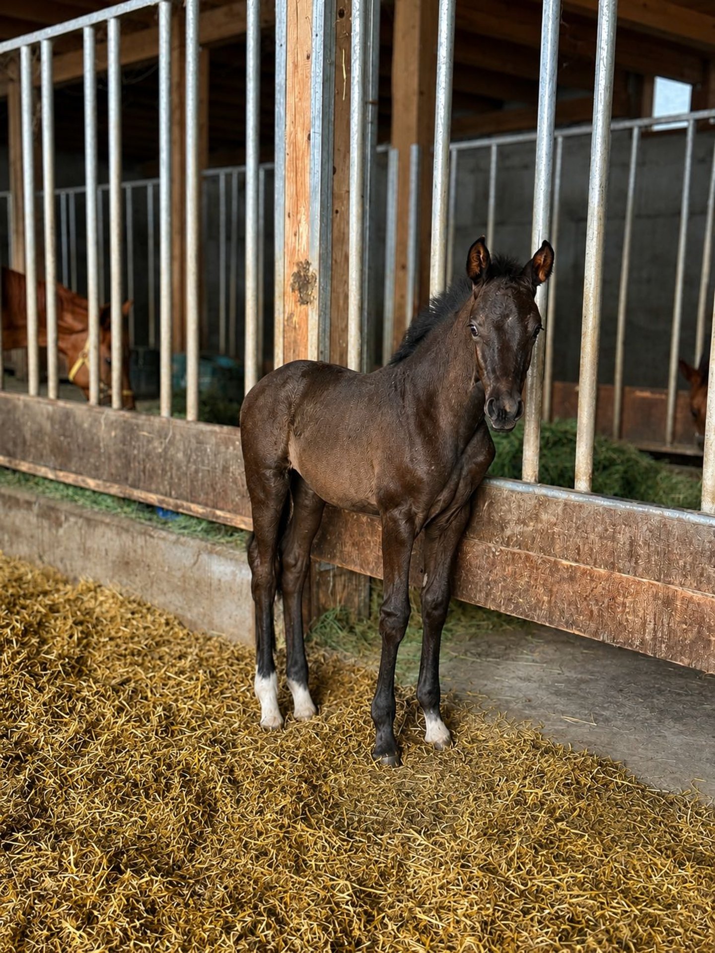 KWPN Mare Foal (04/2026) Smoky-Black in Hof