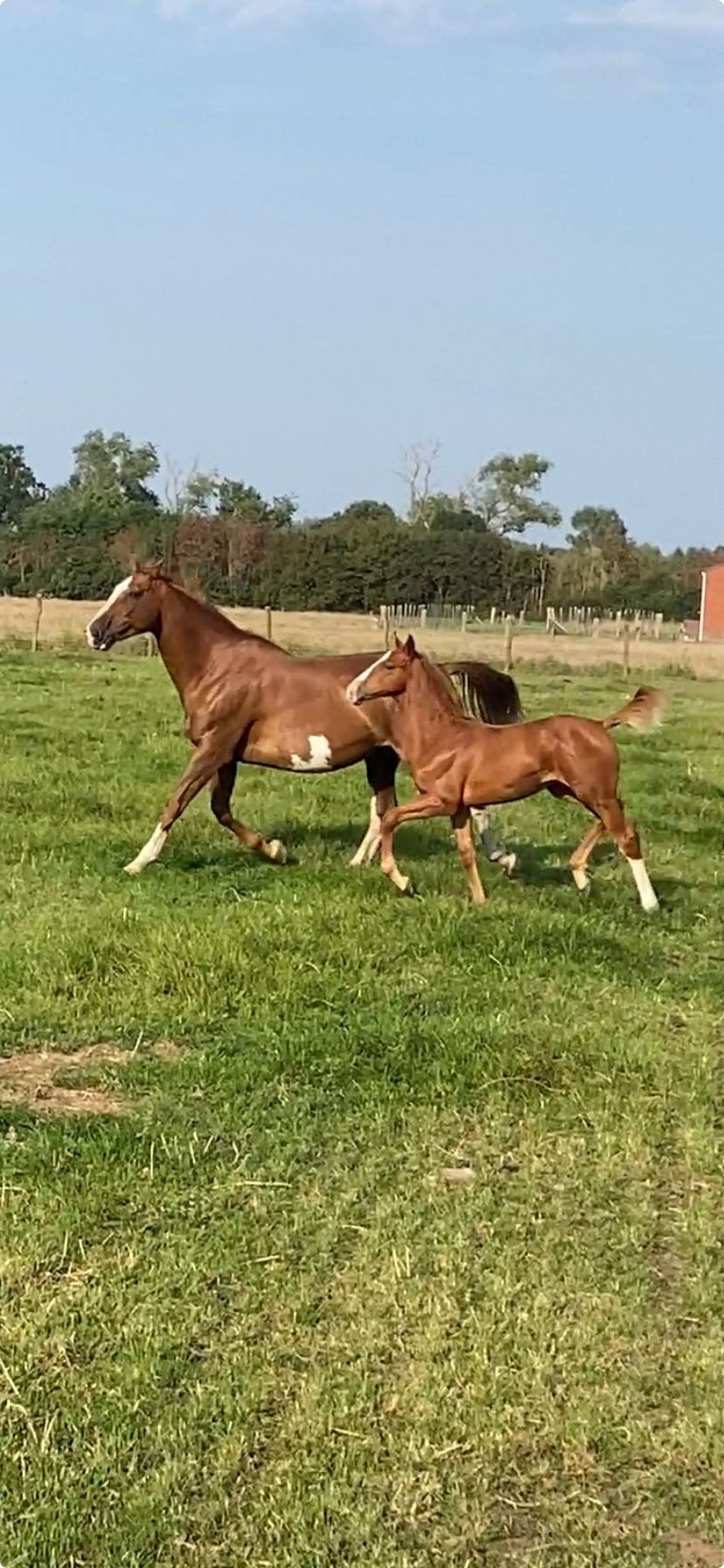 Belgiskt varmblod Hingst Föl (05/2024) fux in Aalter