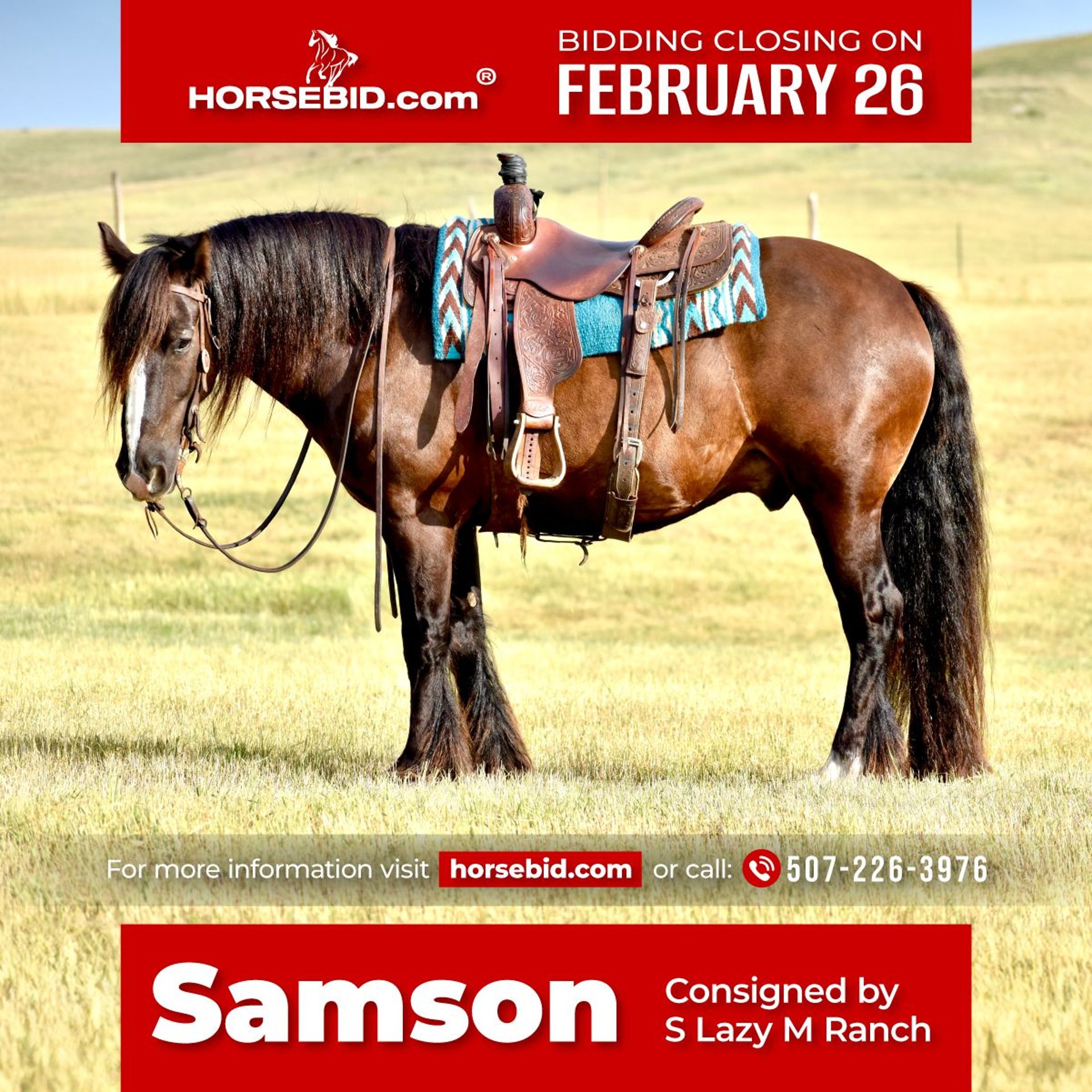 Gypsy Horse Mix Gelding 10 years 15 hh Black in Union Center