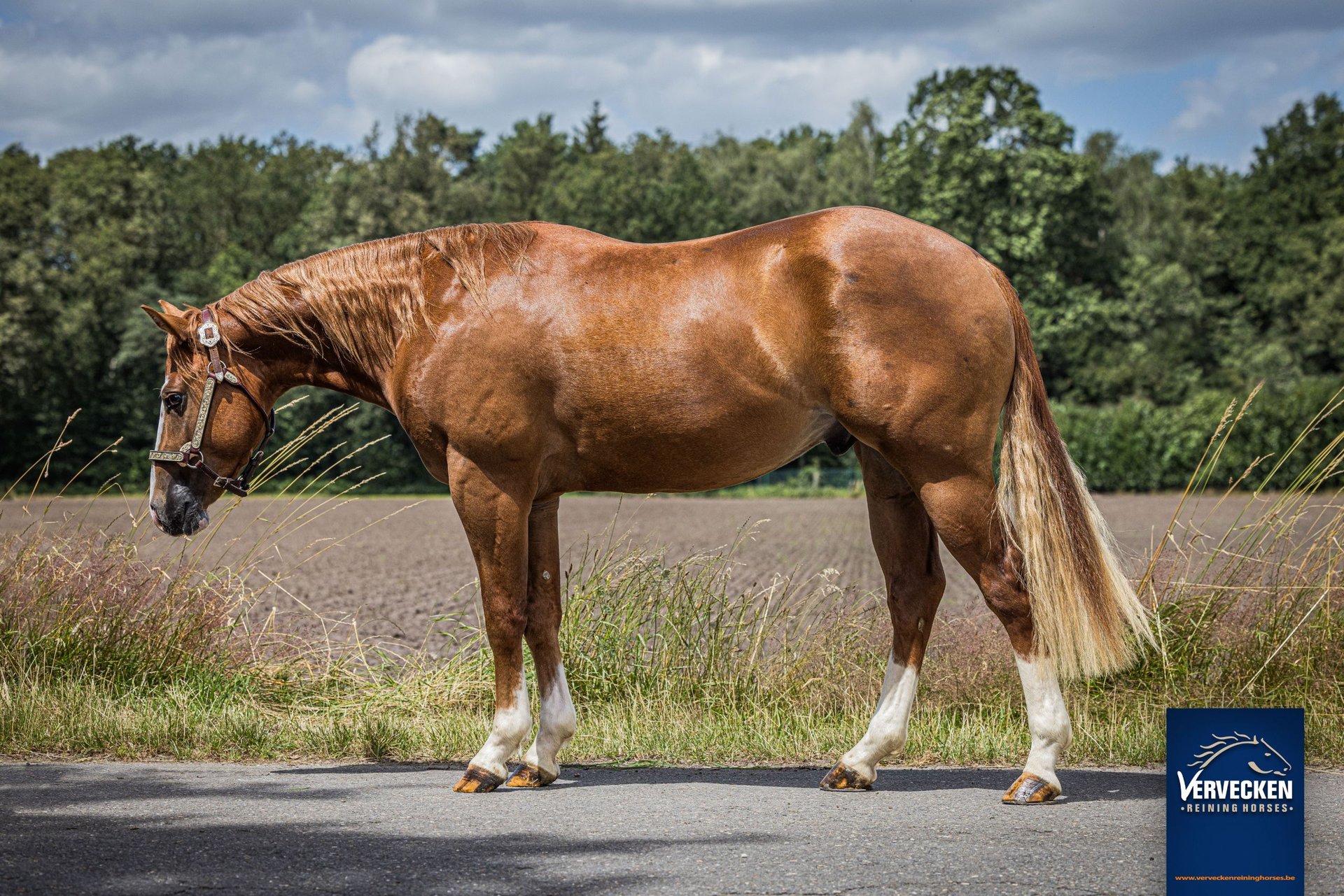 Quarterhäst Hingst 2 år fux in Oud-Turnhout