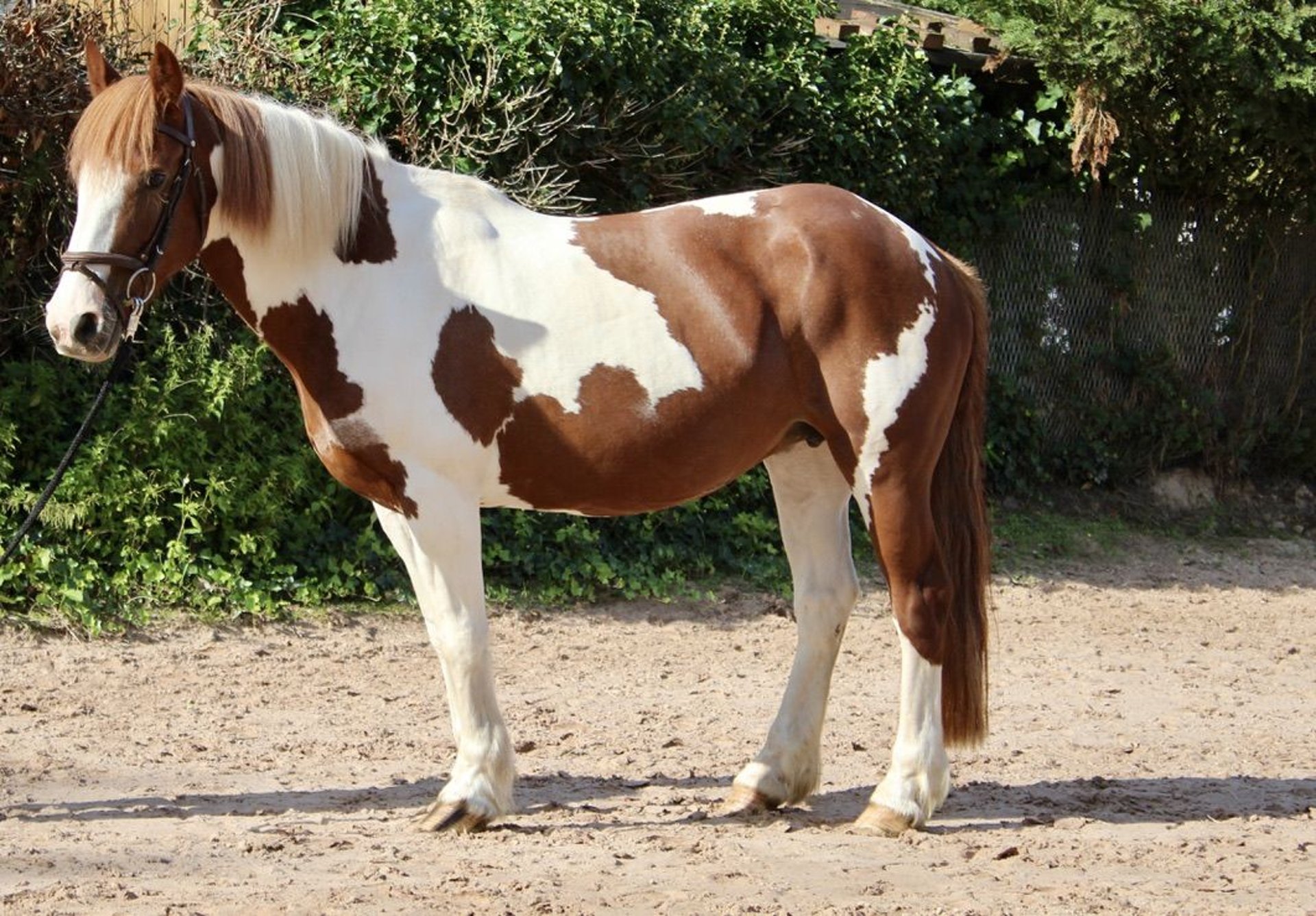 Otras razas Yegua 10 años 146 cm Pío in Sonnefeld