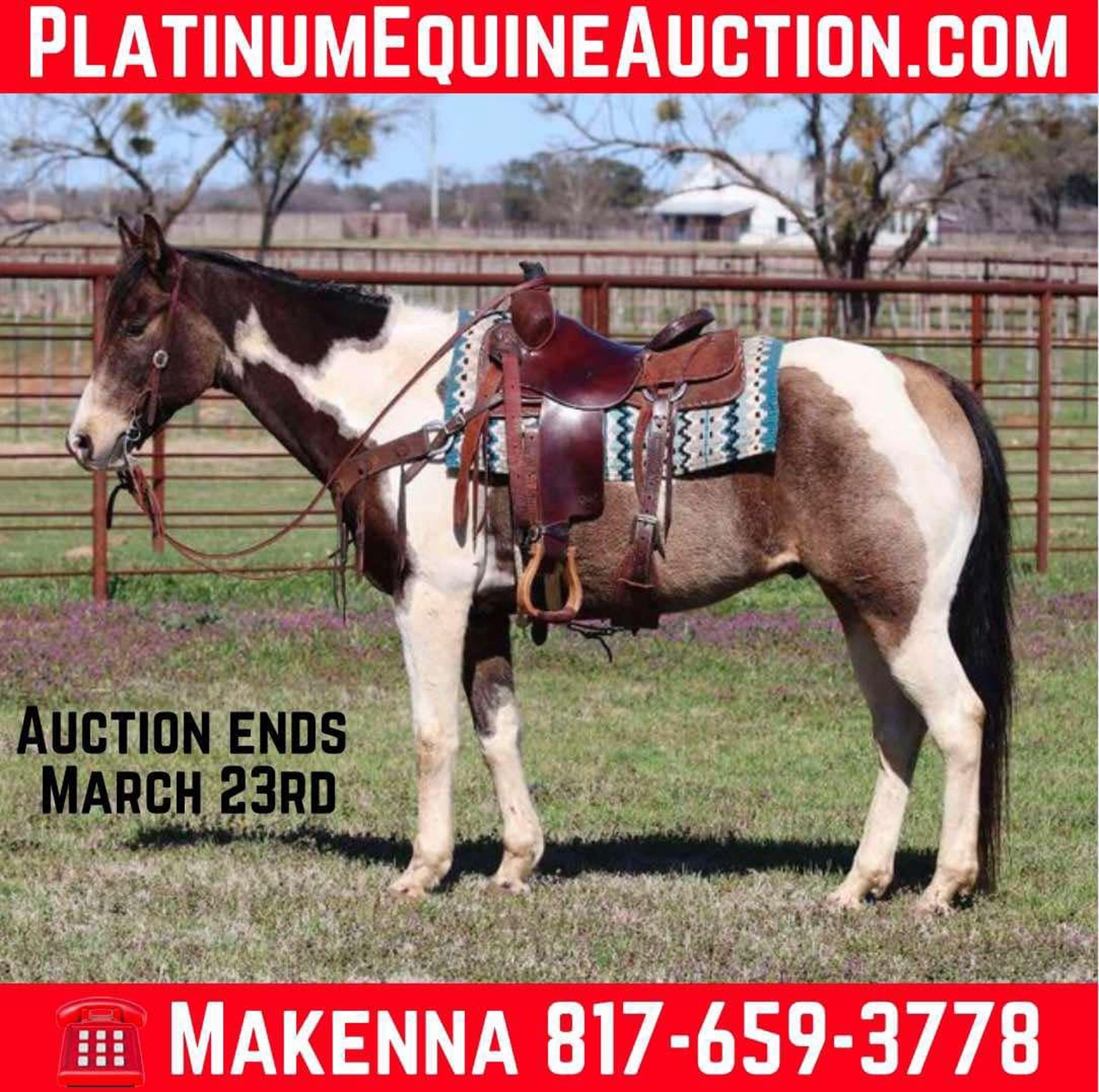 Paint Horse Wallach 9 Jahre 155 cm Tobiano-alle-Farben in Lipan TX