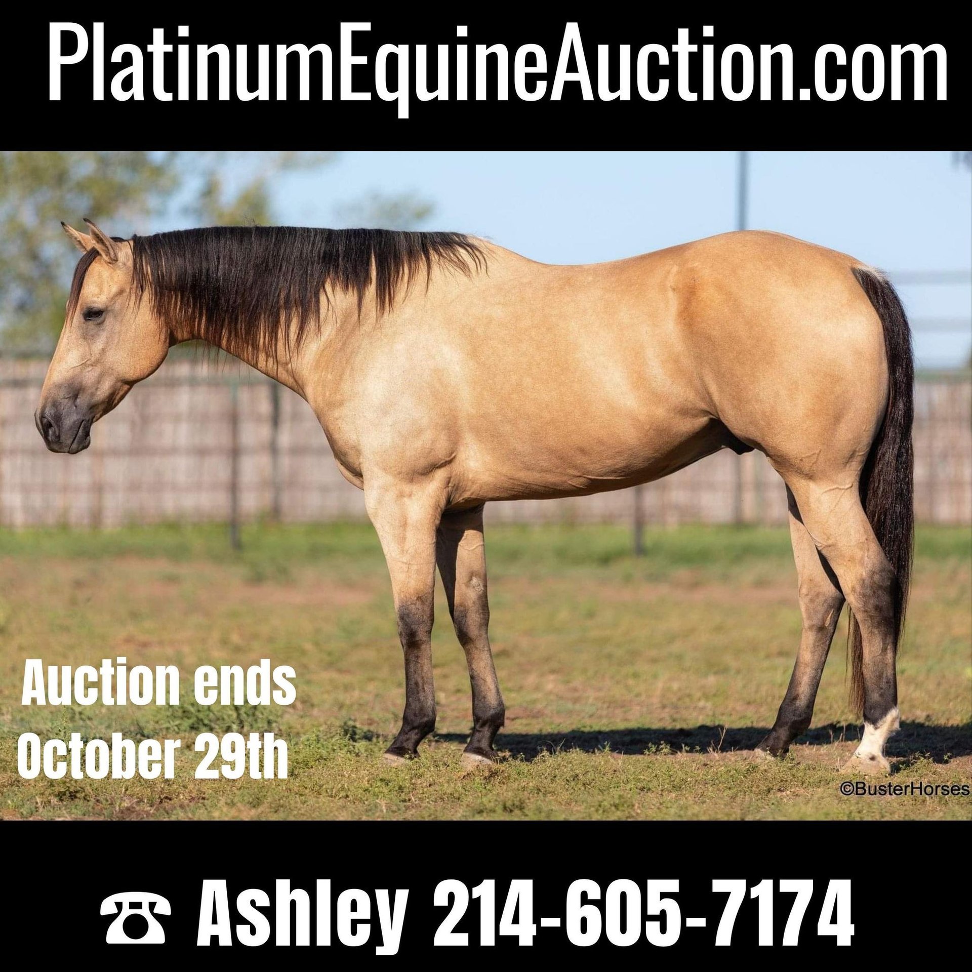 American Quarter Horse Gelding 12 years 15,2 hh Buckskin in Weatherford TX