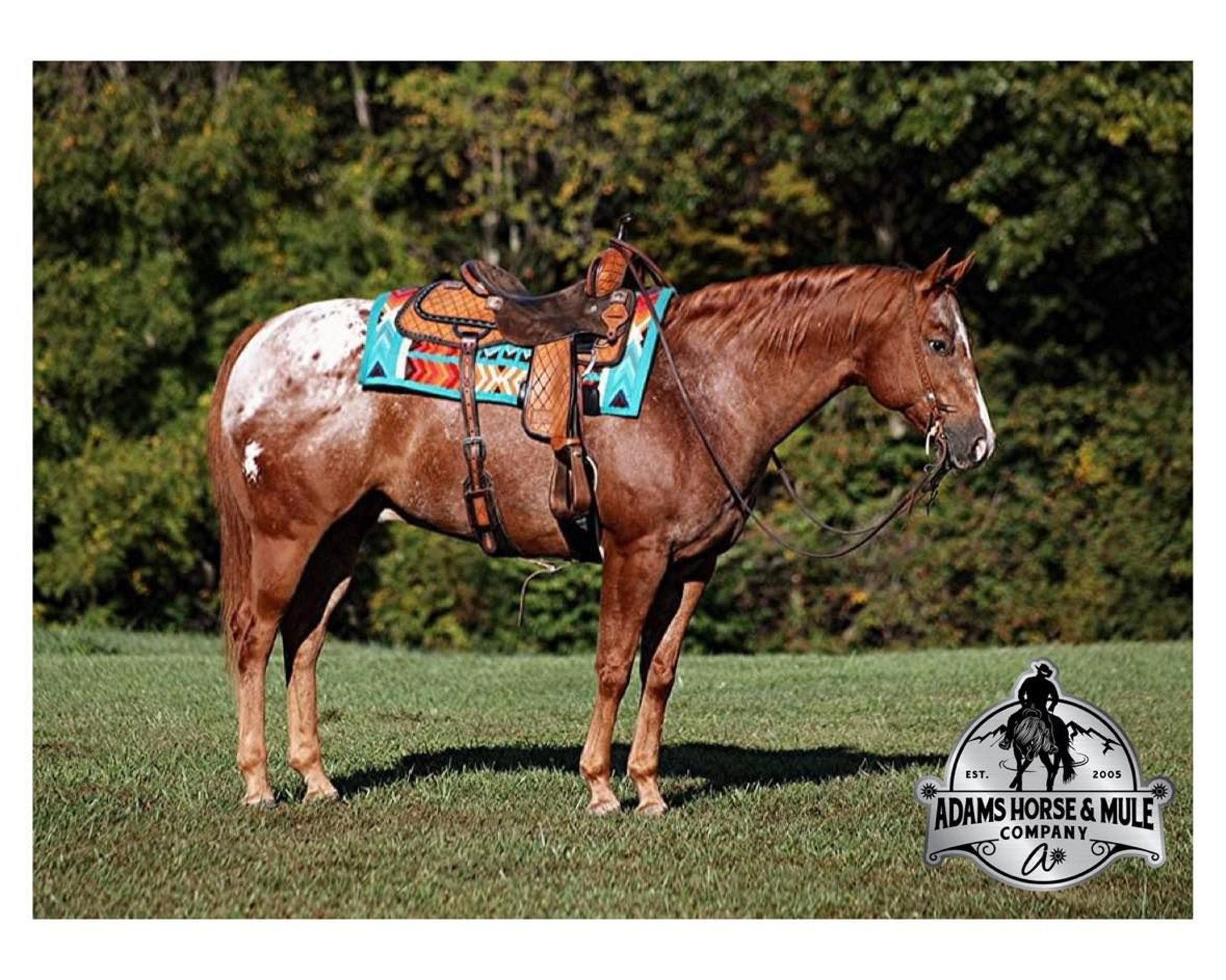 American Quarter Horse Gelding 10 years 15 hh Chestnut in Mount Vernon