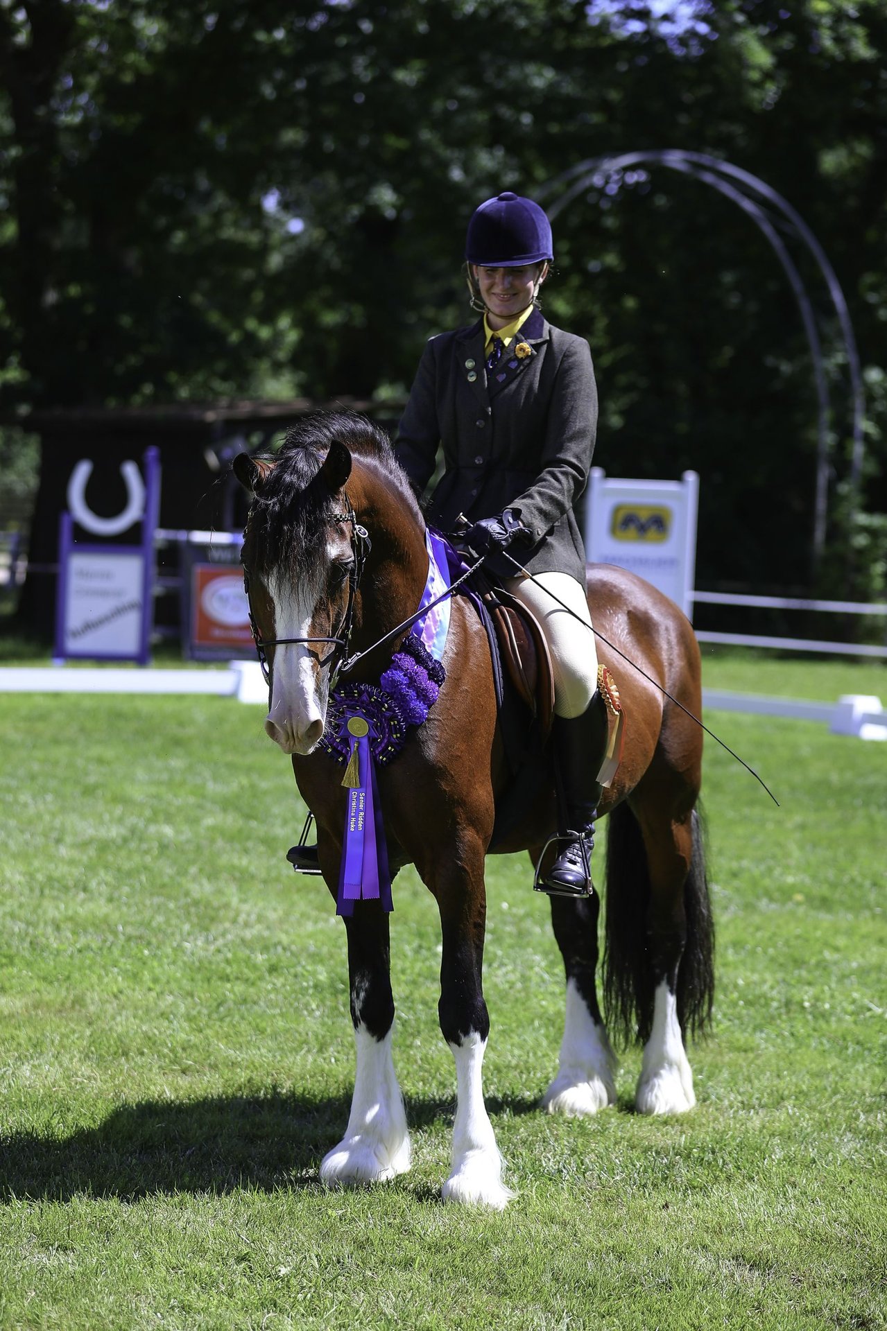 Welsh D (Cob) Stallion Bay in Liebstadt