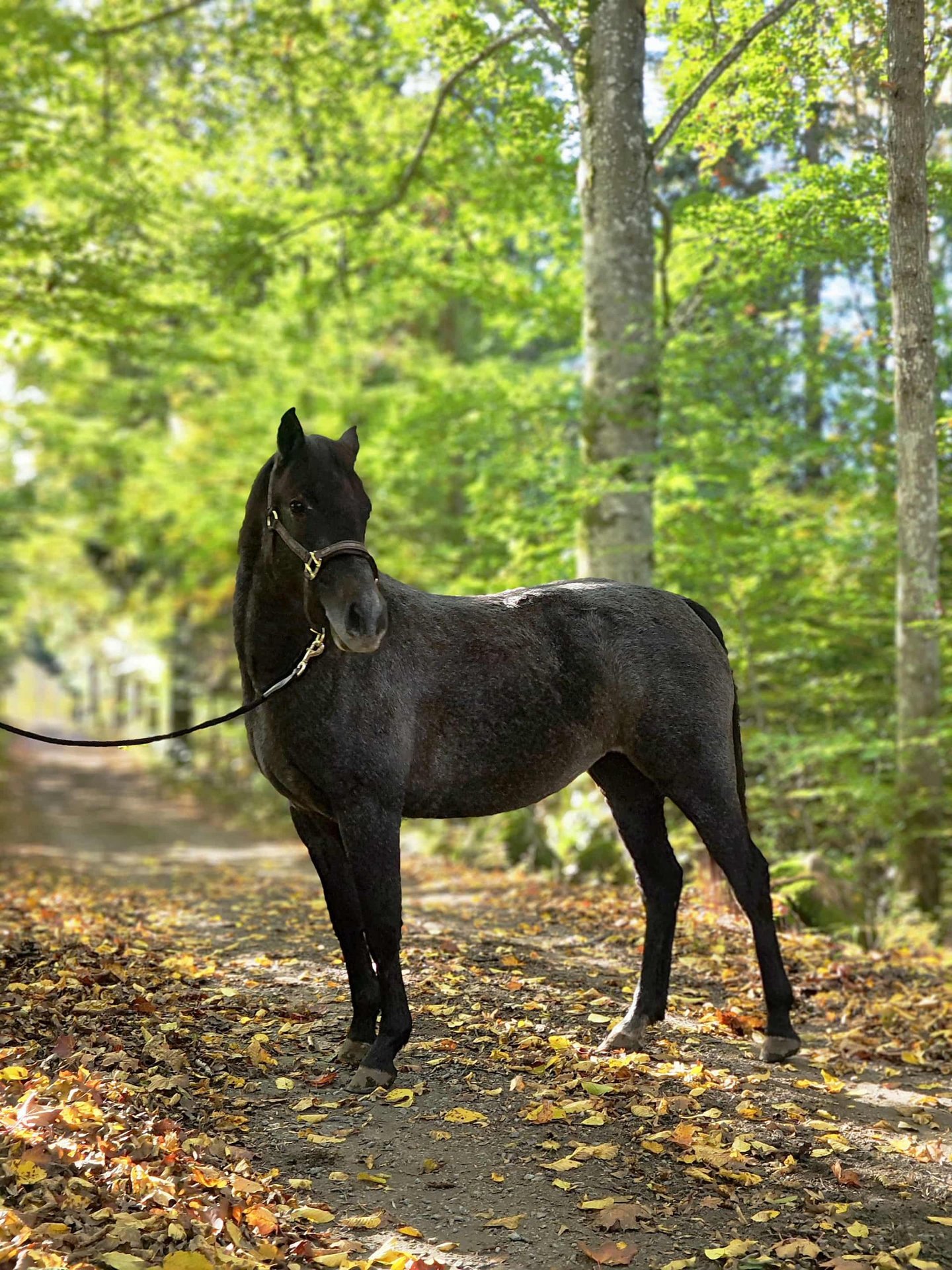 Kuc walijski partbred Klacz 3 lat 136 cm Siwa in Emmaboda