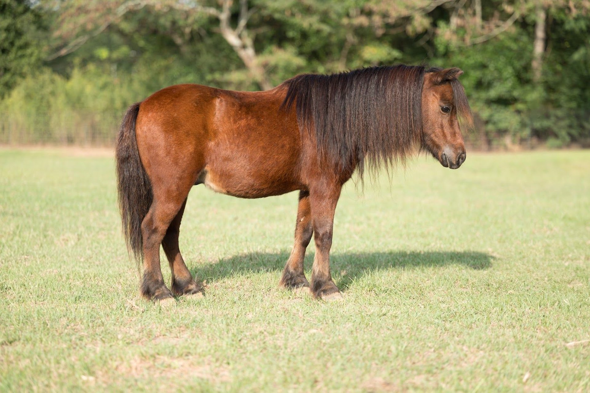 More ponies/small horses Gelding 6 years 9,1 hh Bay in Bloomburg
