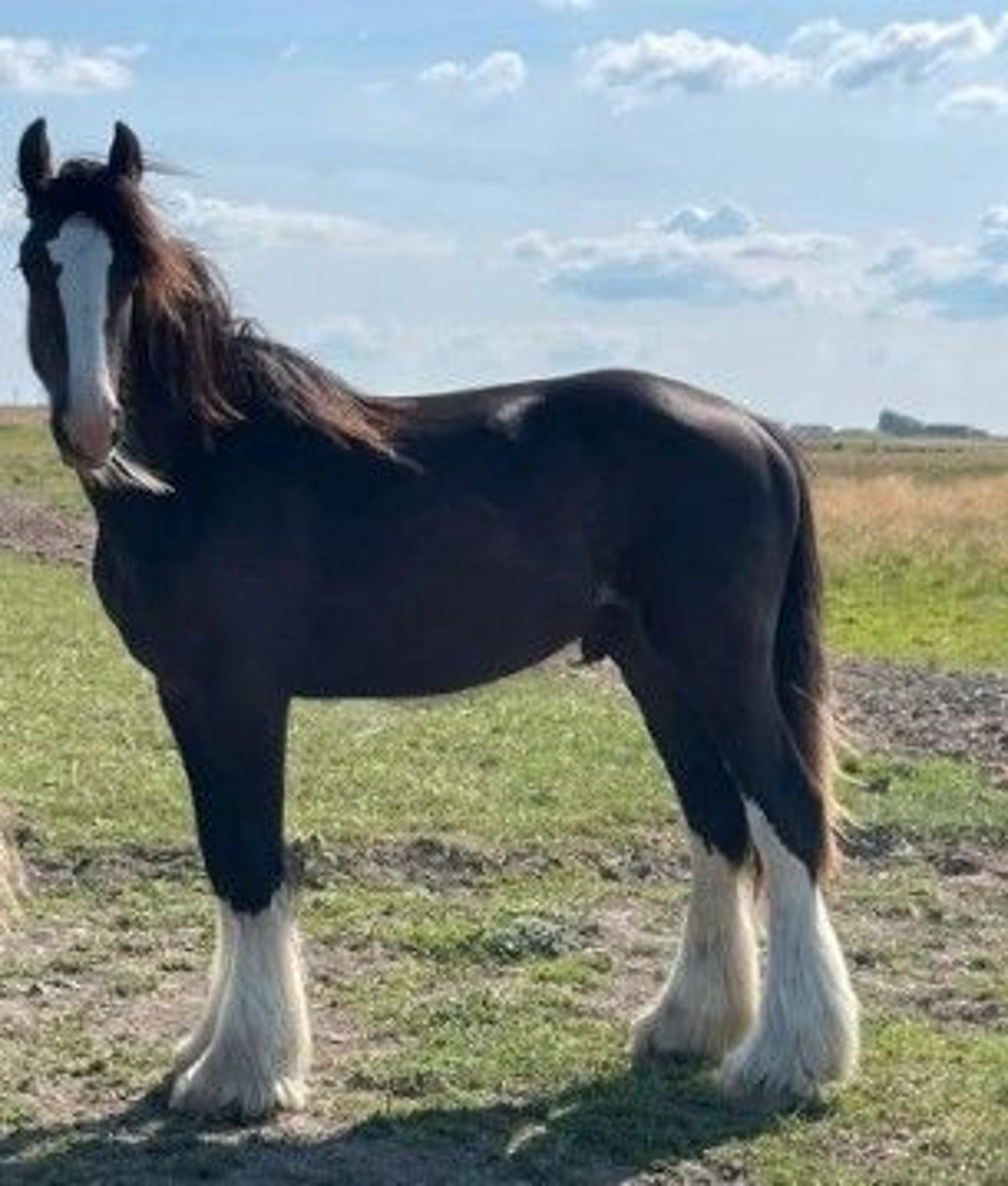 Gypsy Horse Mix Gelding 2 years 15,2 hh Chestnut in Süderlügum
