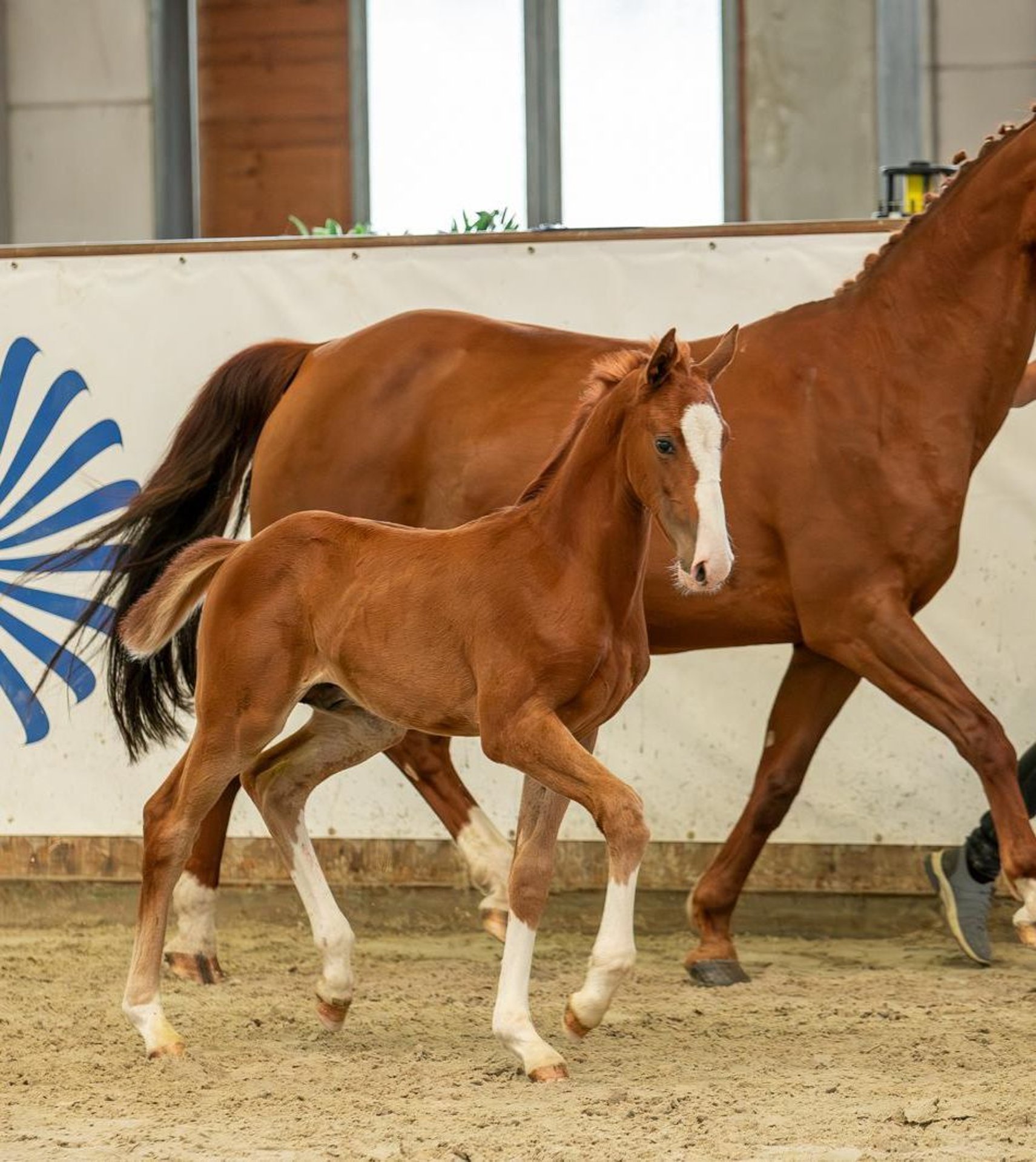 German Sport Horse Stallion 1 year Chestnut-Red in Leuna OT Zweimen