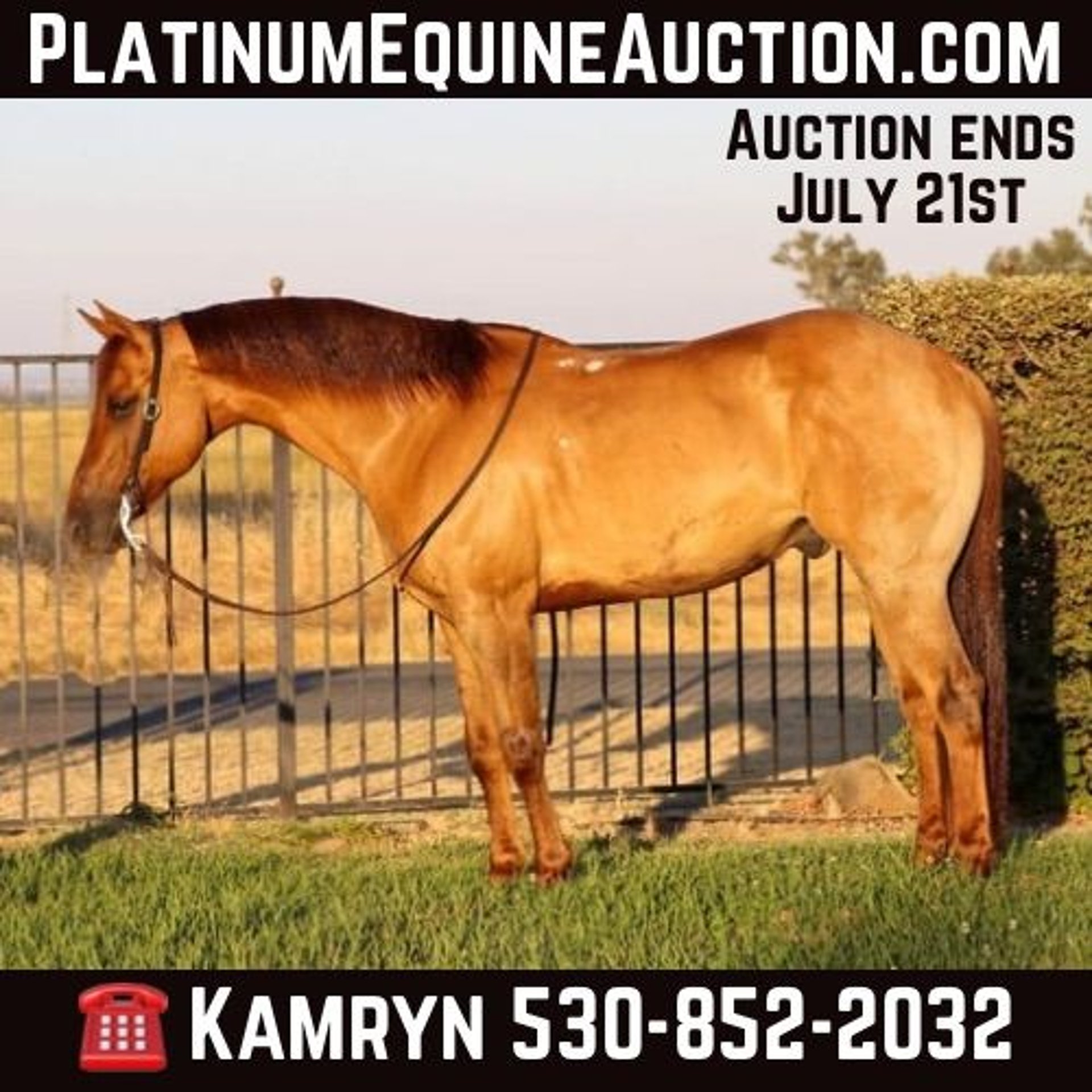 American Quarter Horse Gelding 9 years 15 hh Dun in Pleasant Grove CA