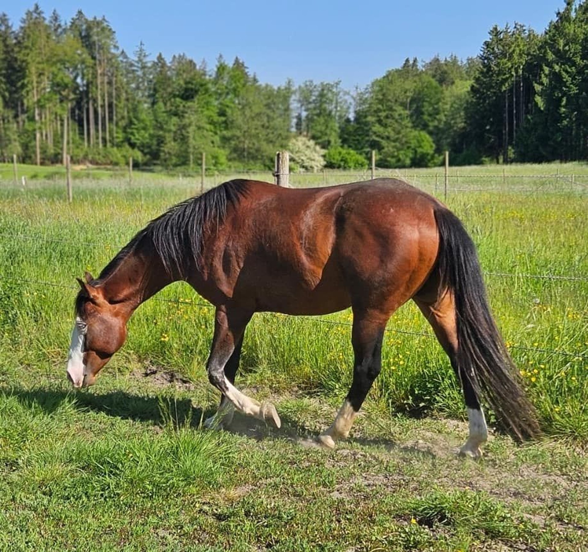 American Quarter Horse Hengst 3 Jahre 155 cm Brauner in Halfing