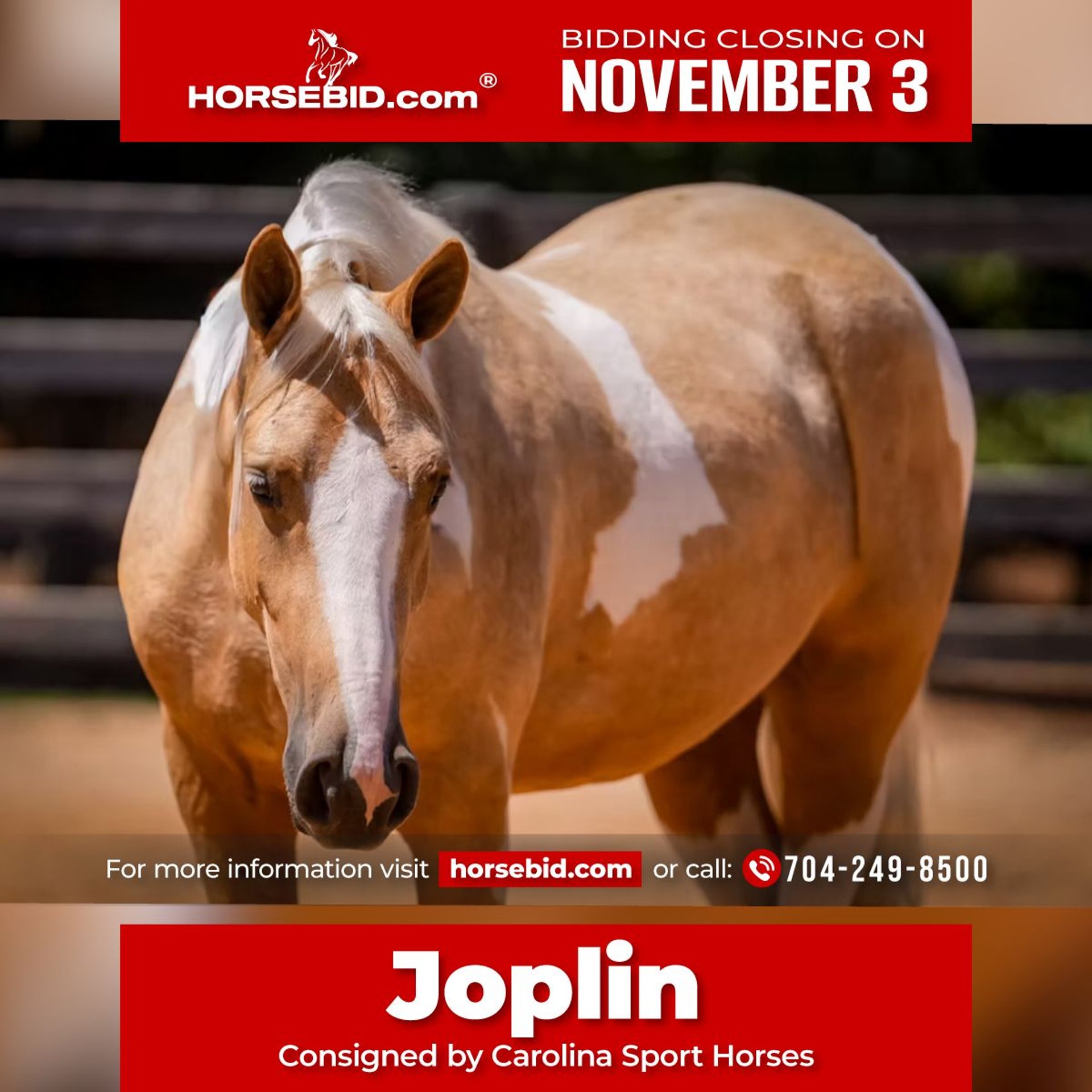Draft Horse Mix Gelding 5 years 14,2 hh Pinto in Clover
